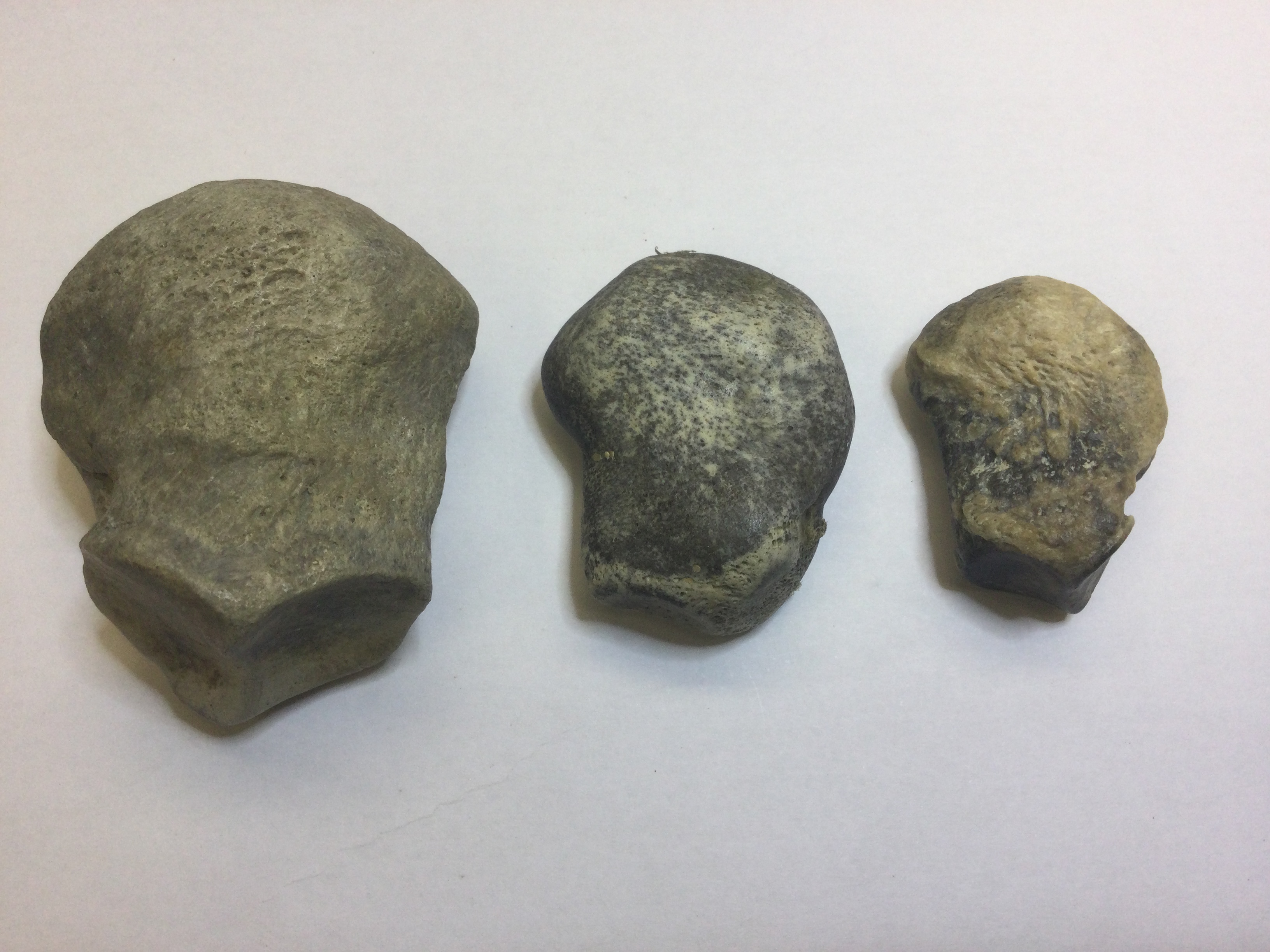 Pisiform bones? - Fossil ID - The Fossil Forum