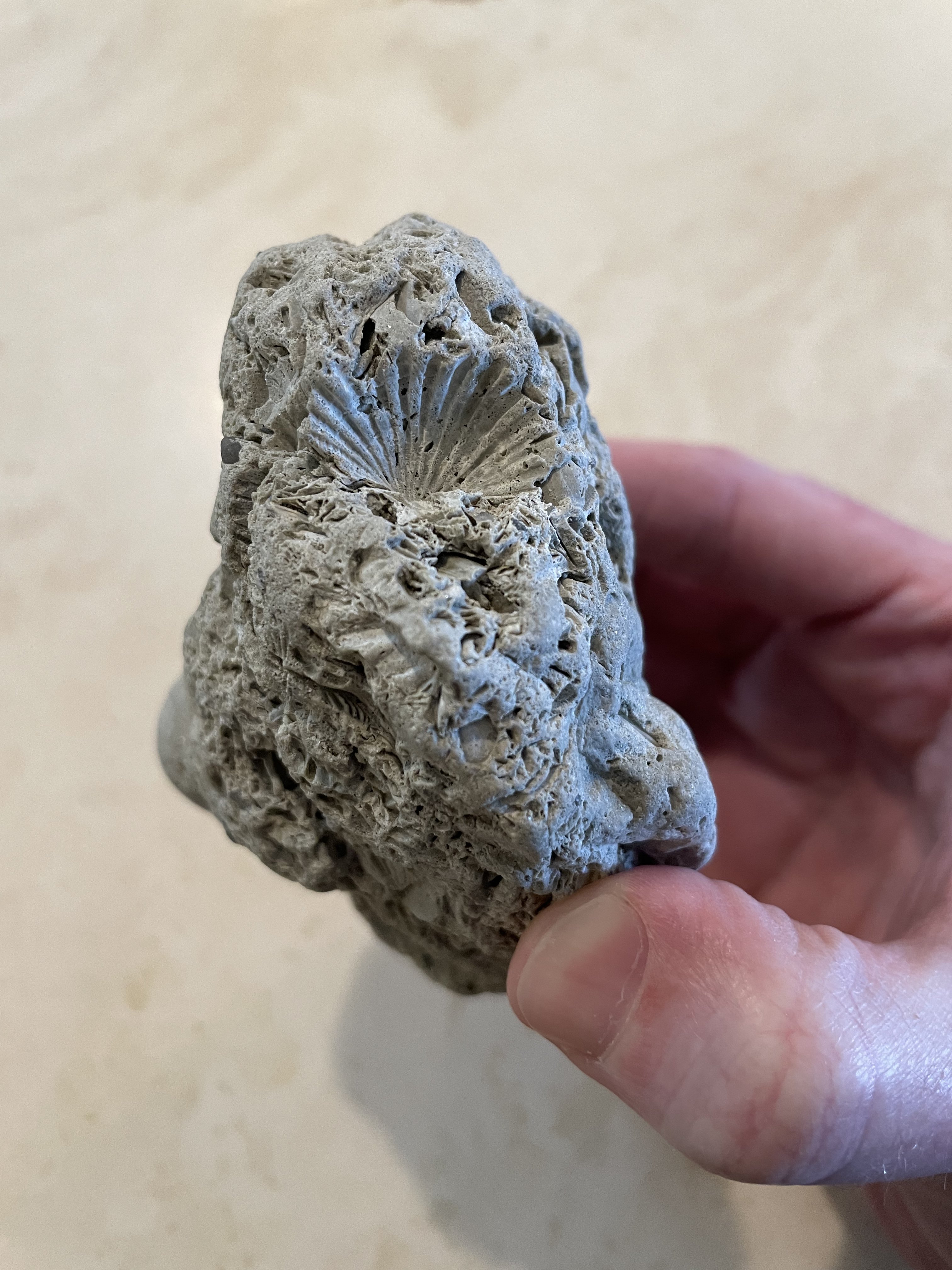 Two possible fossils - Fossil ID - The Fossil Forum