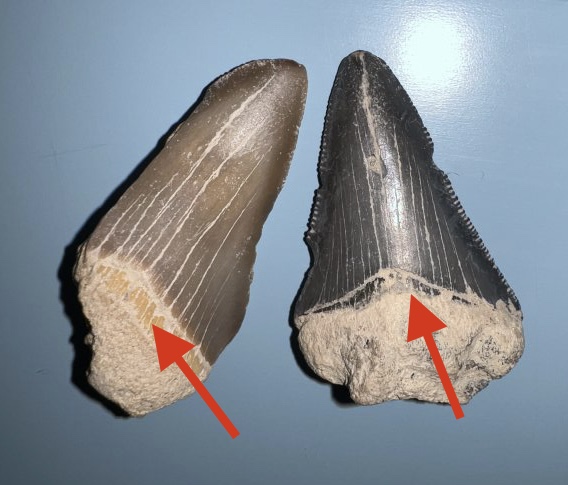Possible Meg teeth? - Fossil ID - The Fossil Forum