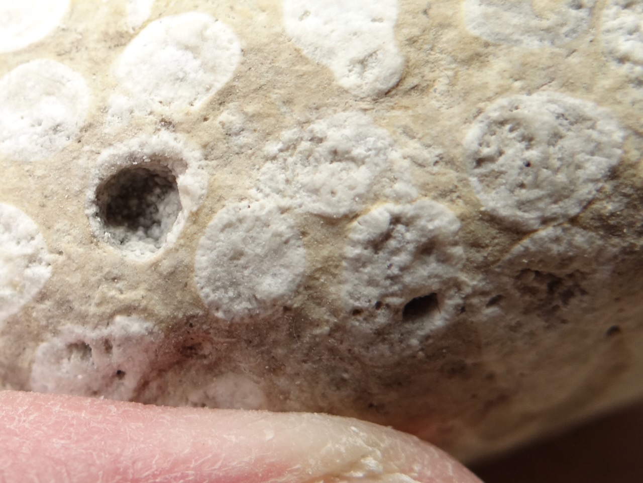 Is this Devonian fossil Syringopora? - Fossil ID - The Fossil Forum