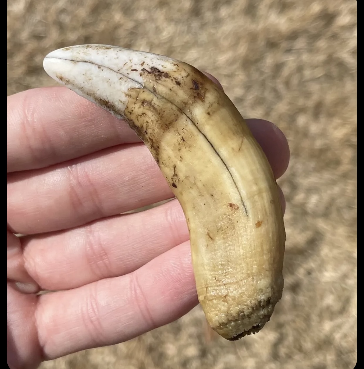 Feline Pleistocene Tooth - Is It Real? How to Recognize Fossil ...