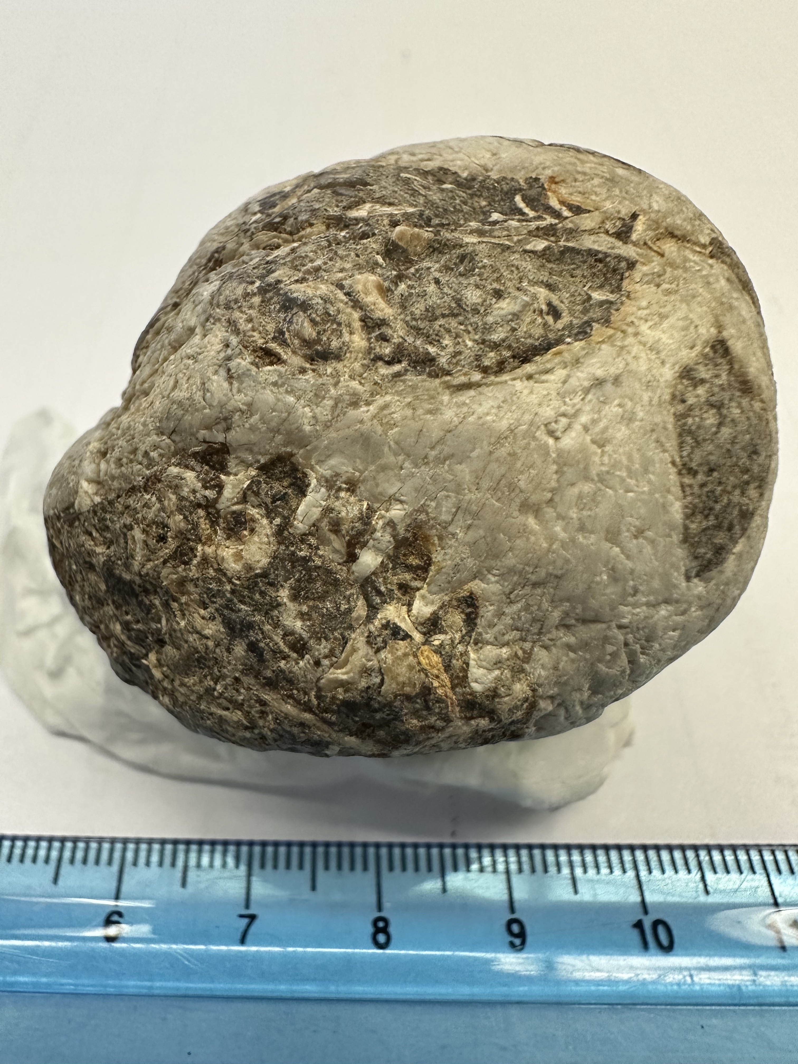 Orange County CA Fossil - Fossil ID - The Fossil Forum