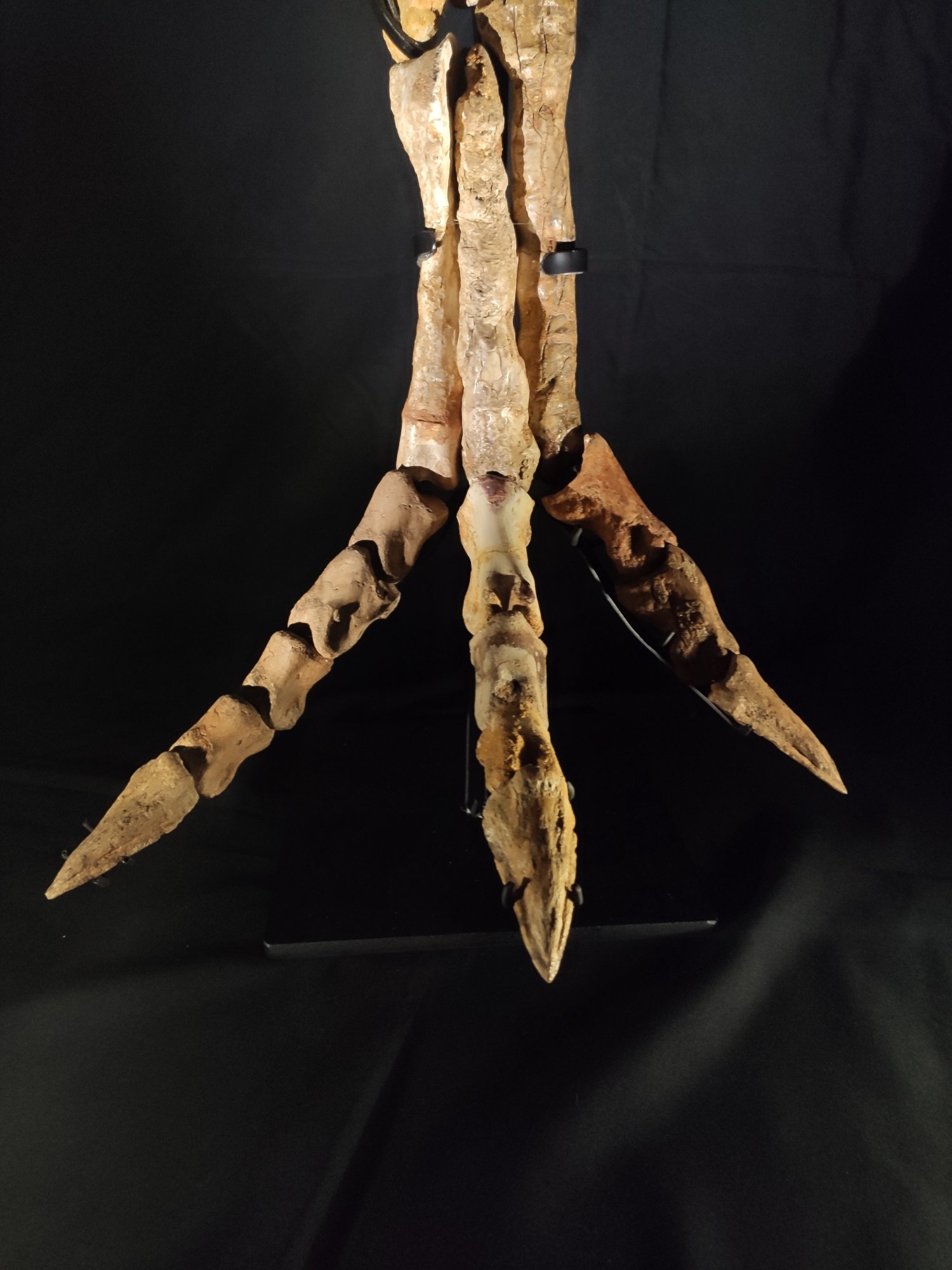 A near complete Spinosaurus Leg - General Fossil Discussion - The ...