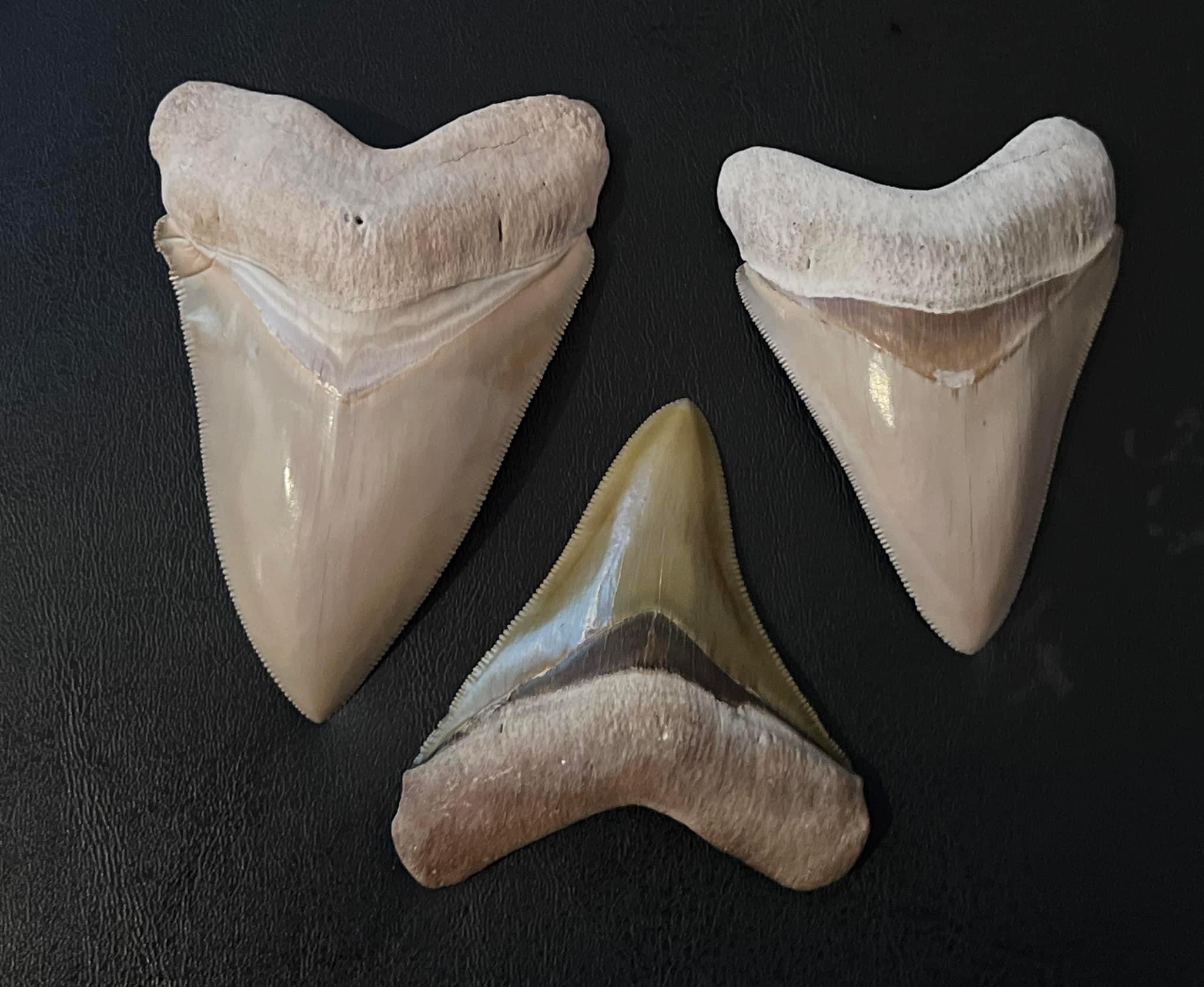 Bone Valley Fossils - Fossil Hunting Trips - The Fossil Forum