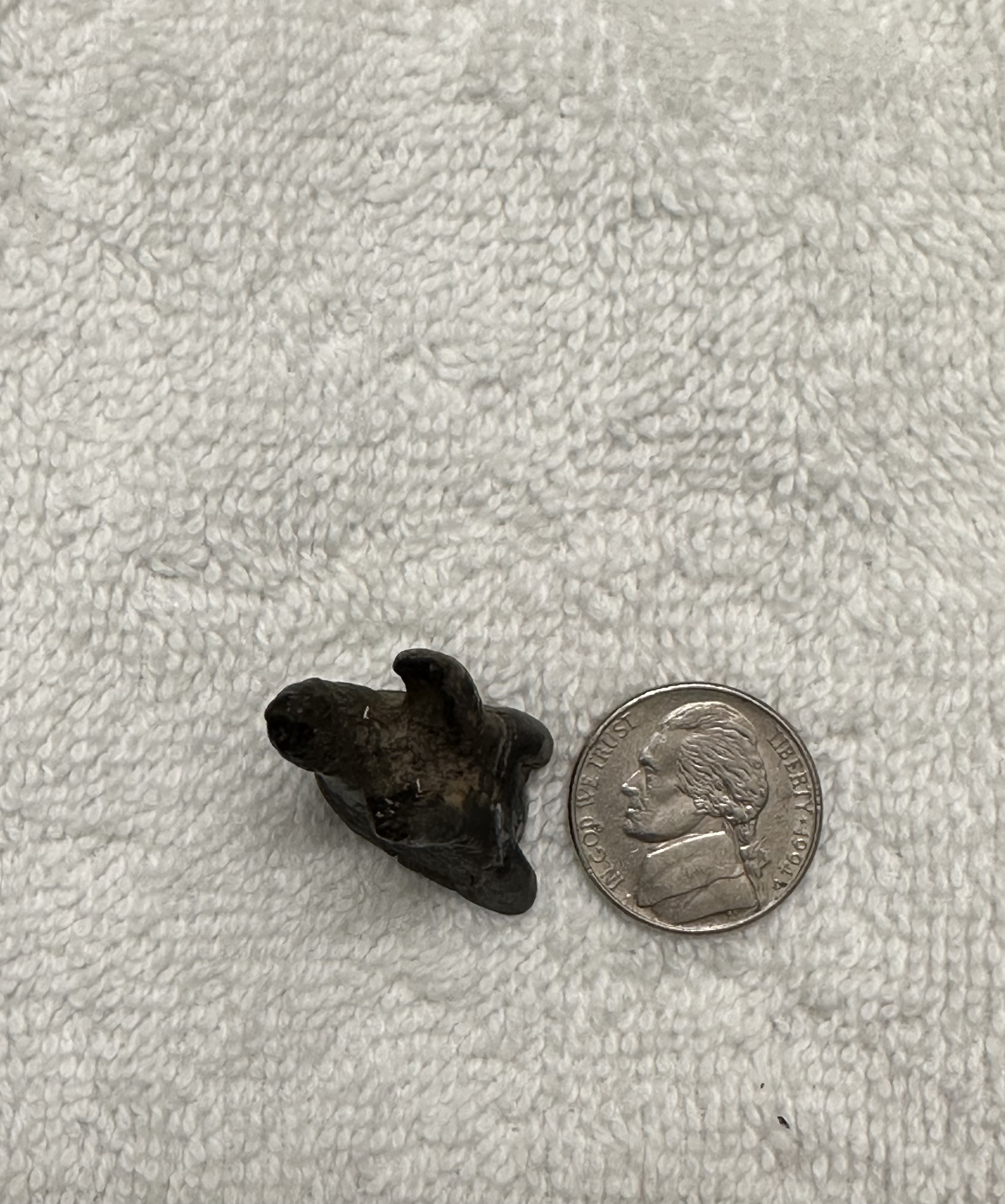 Help identifying this tooth - Fossil ID - The Fossil Forum