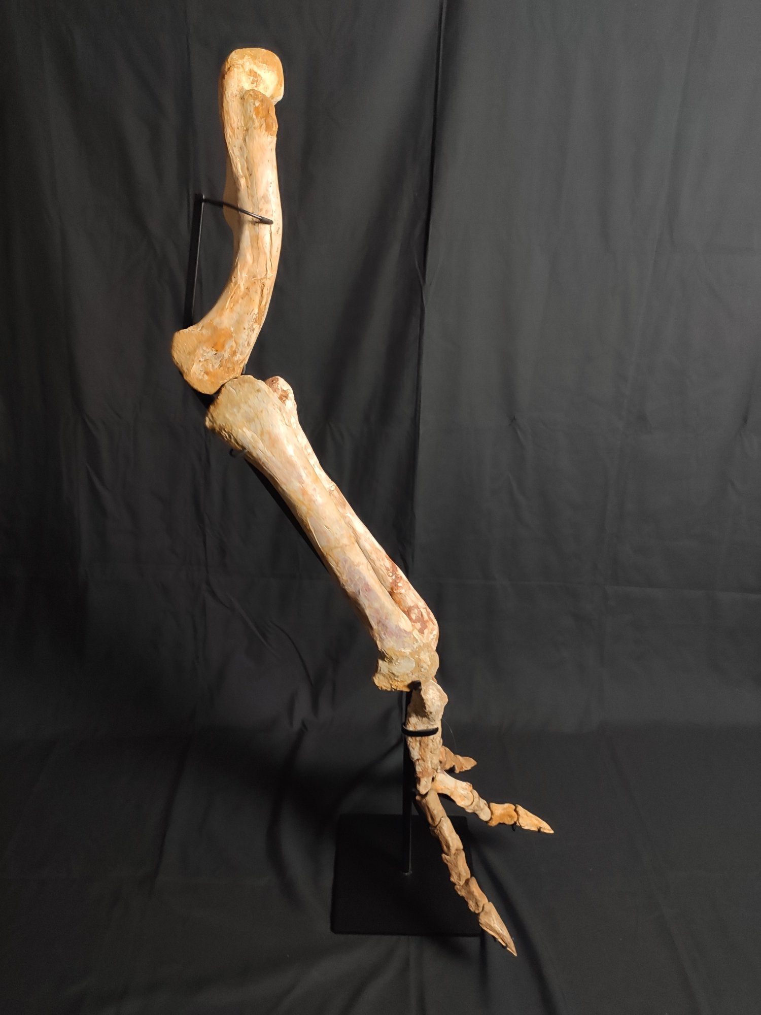 A near complete Spinosaurus Leg - General Fossil Discussion - The ...