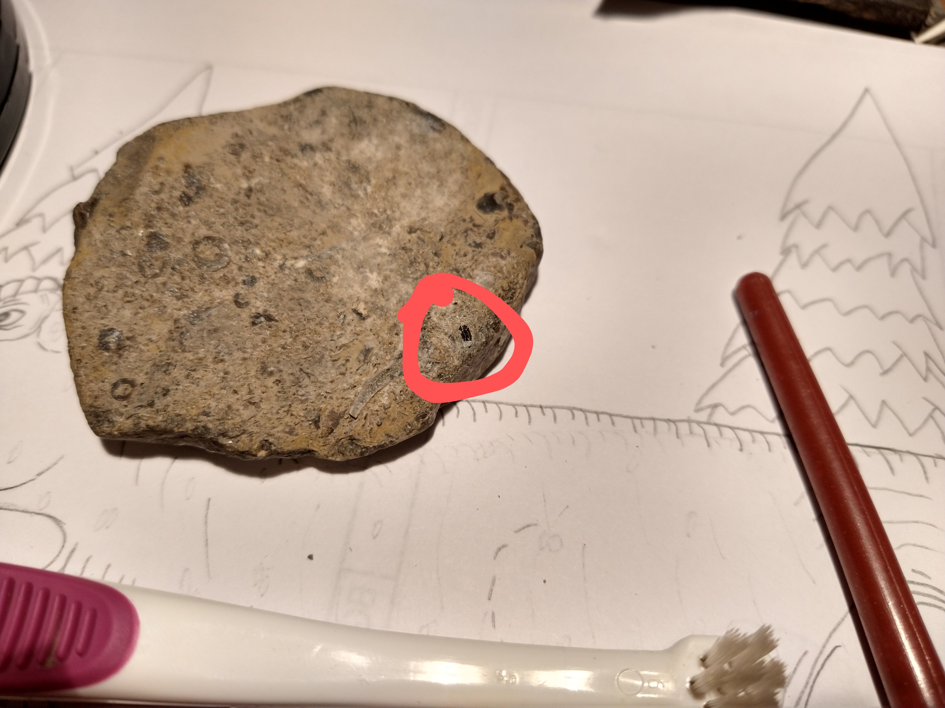 Likely Triarthrus, possible eatoni - Fossil ID - The Fossil Forum