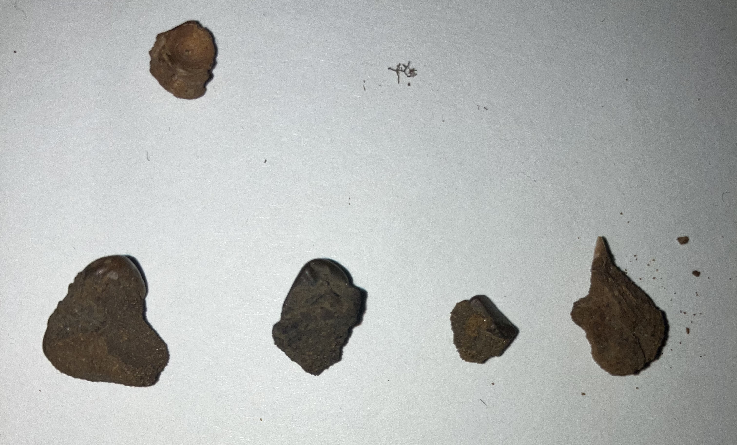 Fossil ID for abbey wood - Fossil ID - The Fossil Forum