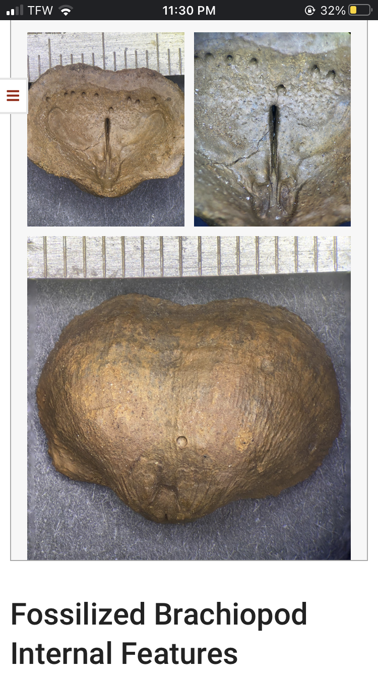 Fossilized crayfish gastrolith? ID help - Fossil ID - The Fossil Forum