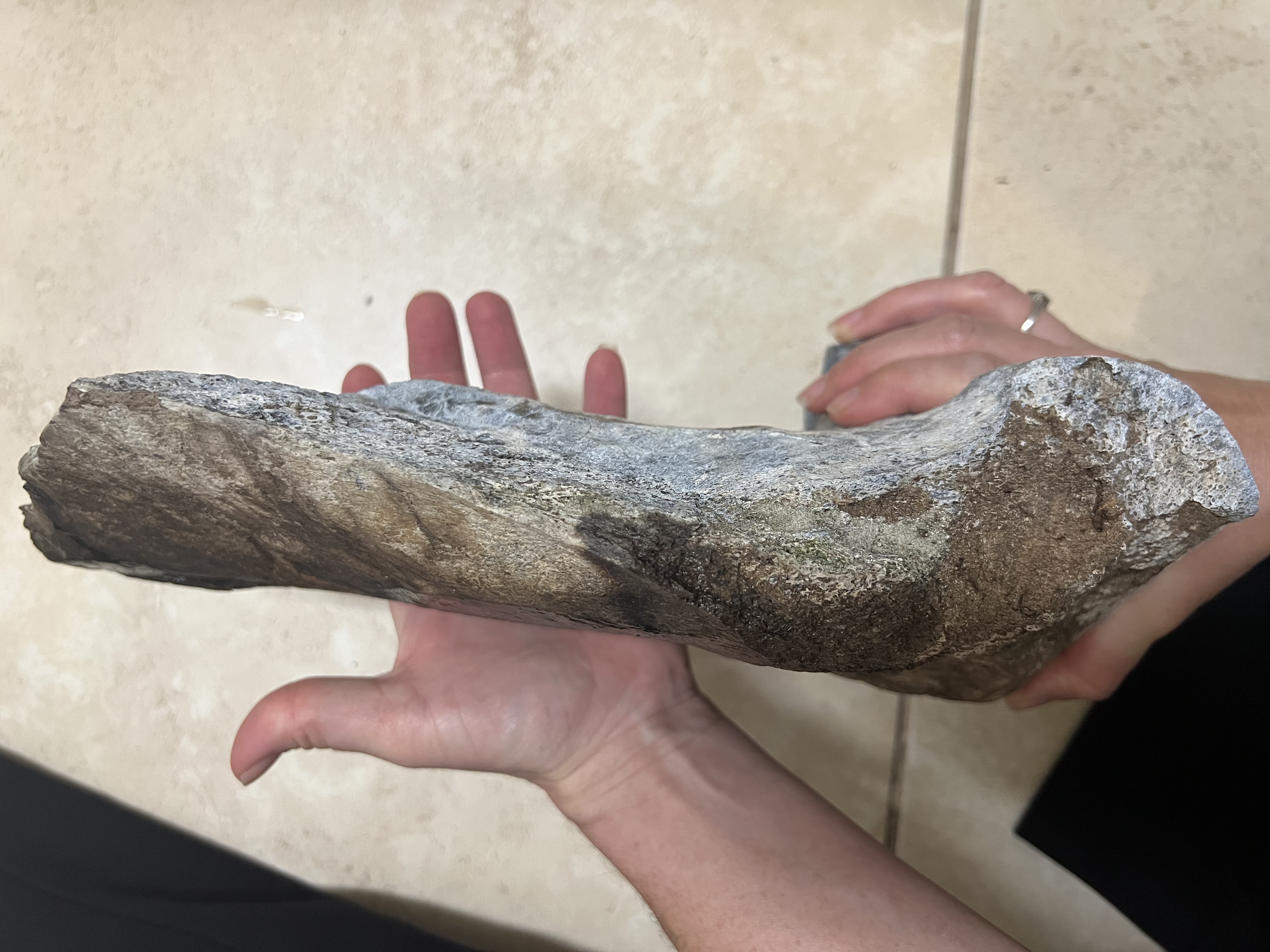Femur found - Fossil ID - The Fossil Forum