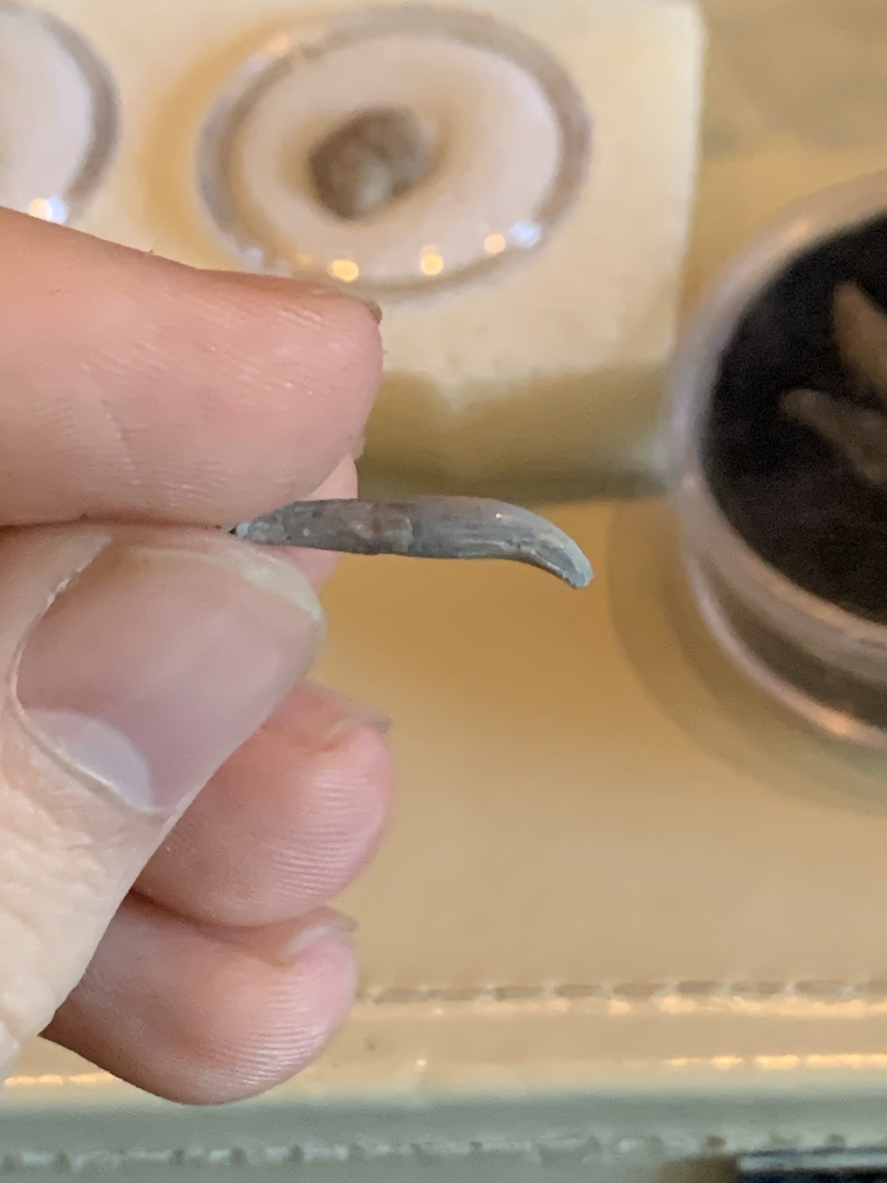 Lee creek cetacean teeth - Fossil ID - The Fossil Forum