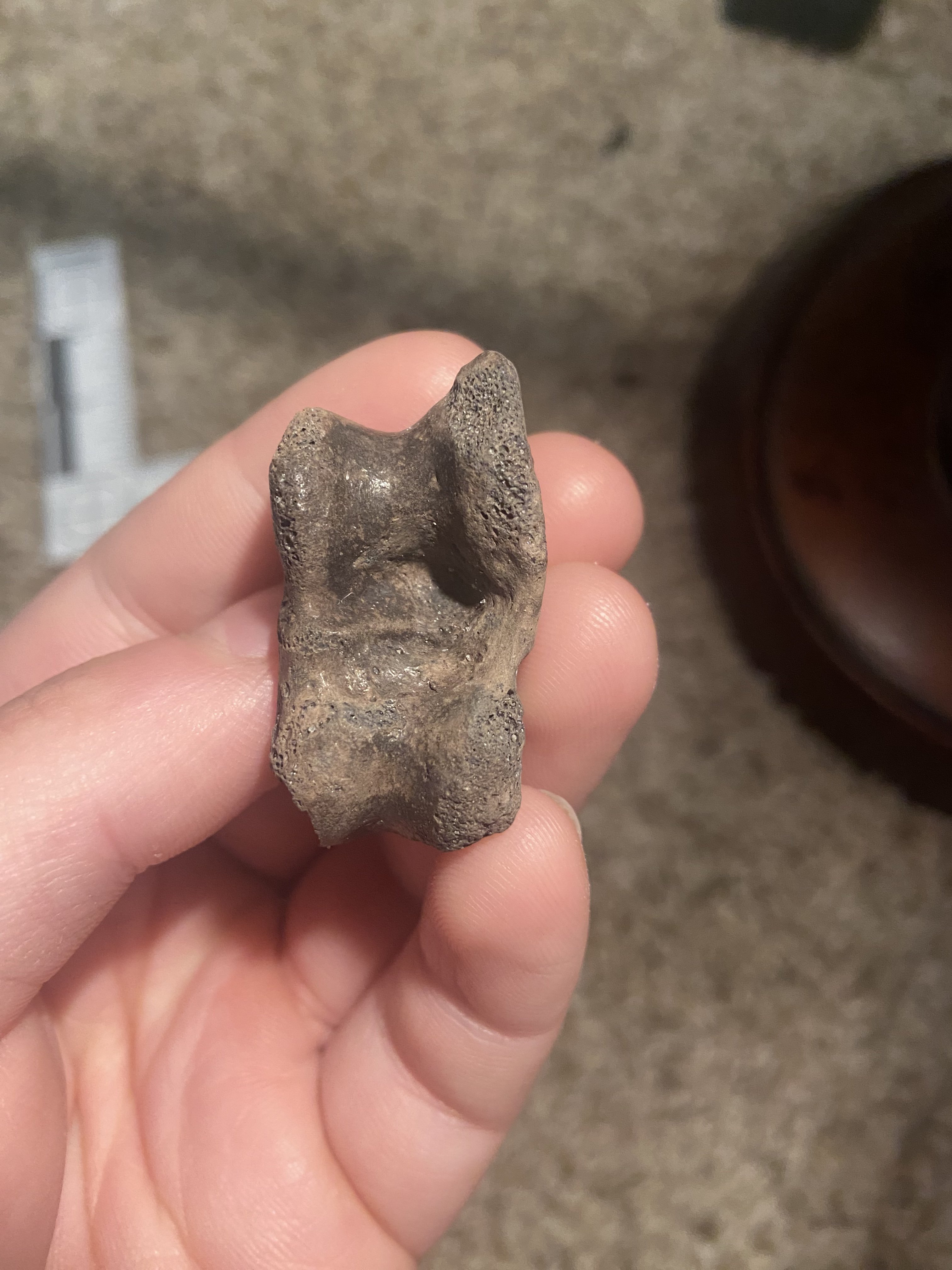 Peace River Astragalus - Deer or peccary? - Fossil ID - The Fossil Forum
