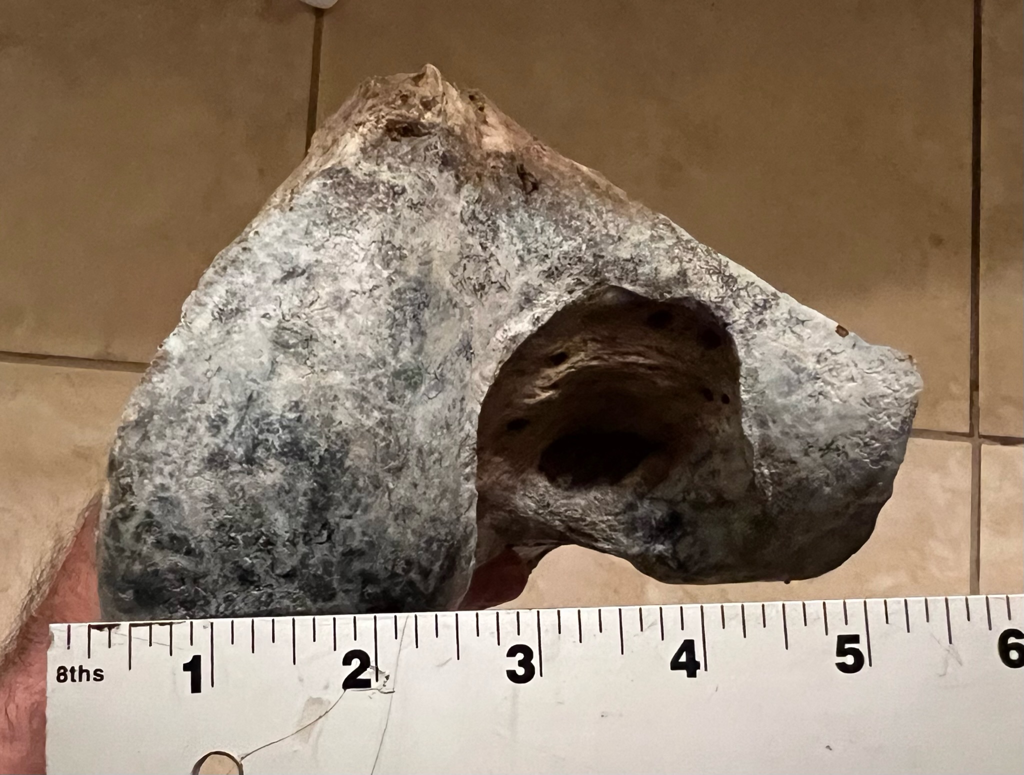 Femur found - Fossil ID - The Fossil Forum