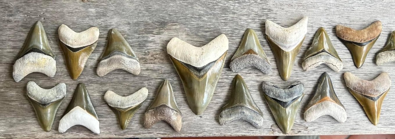 Bone Valley Fossils - Fossil Hunting Trips - The Fossil Forum