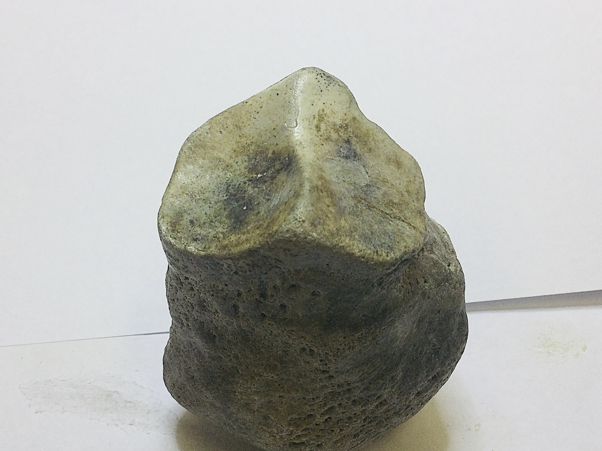 Pisiform bones? - Fossil ID - The Fossil Forum