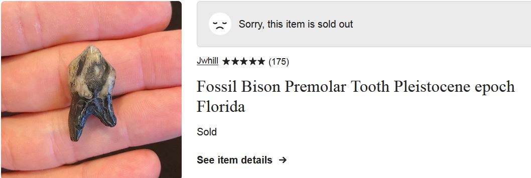 Fossil mammal tooth - Fossil ID - The Fossil Forum