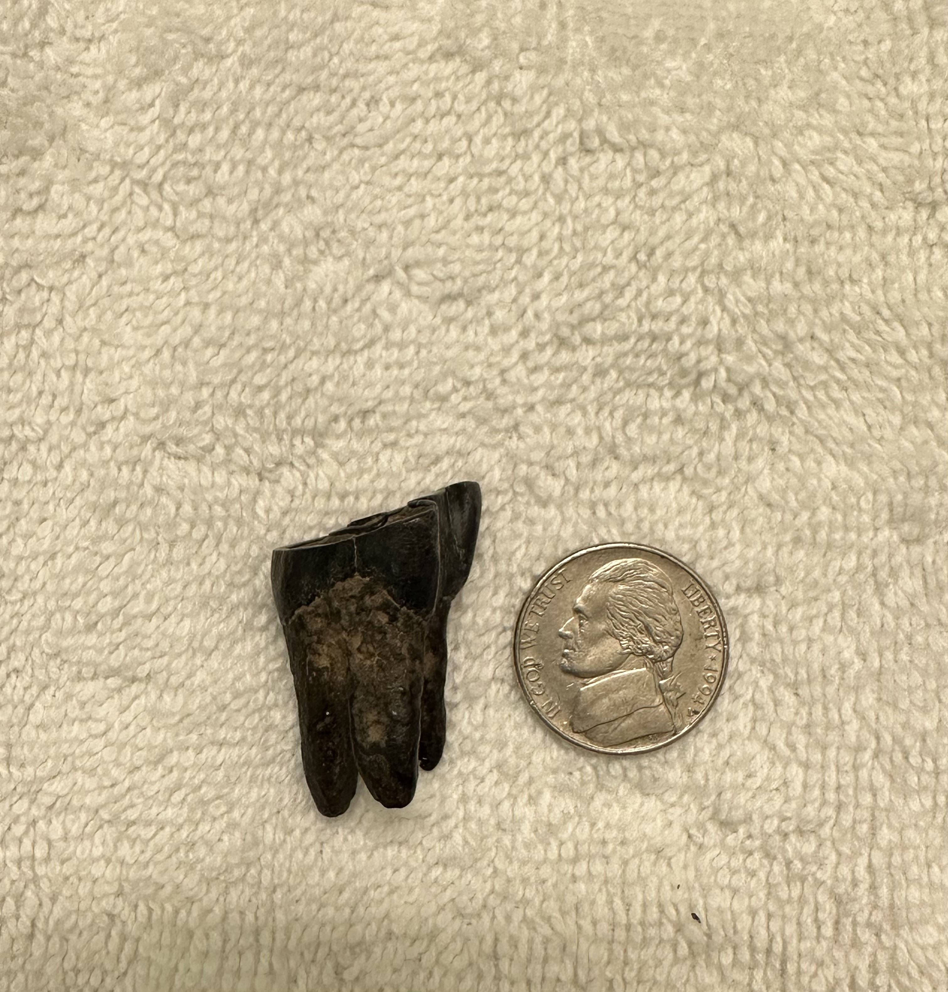 Help identifying this tooth - Fossil ID - The Fossil Forum