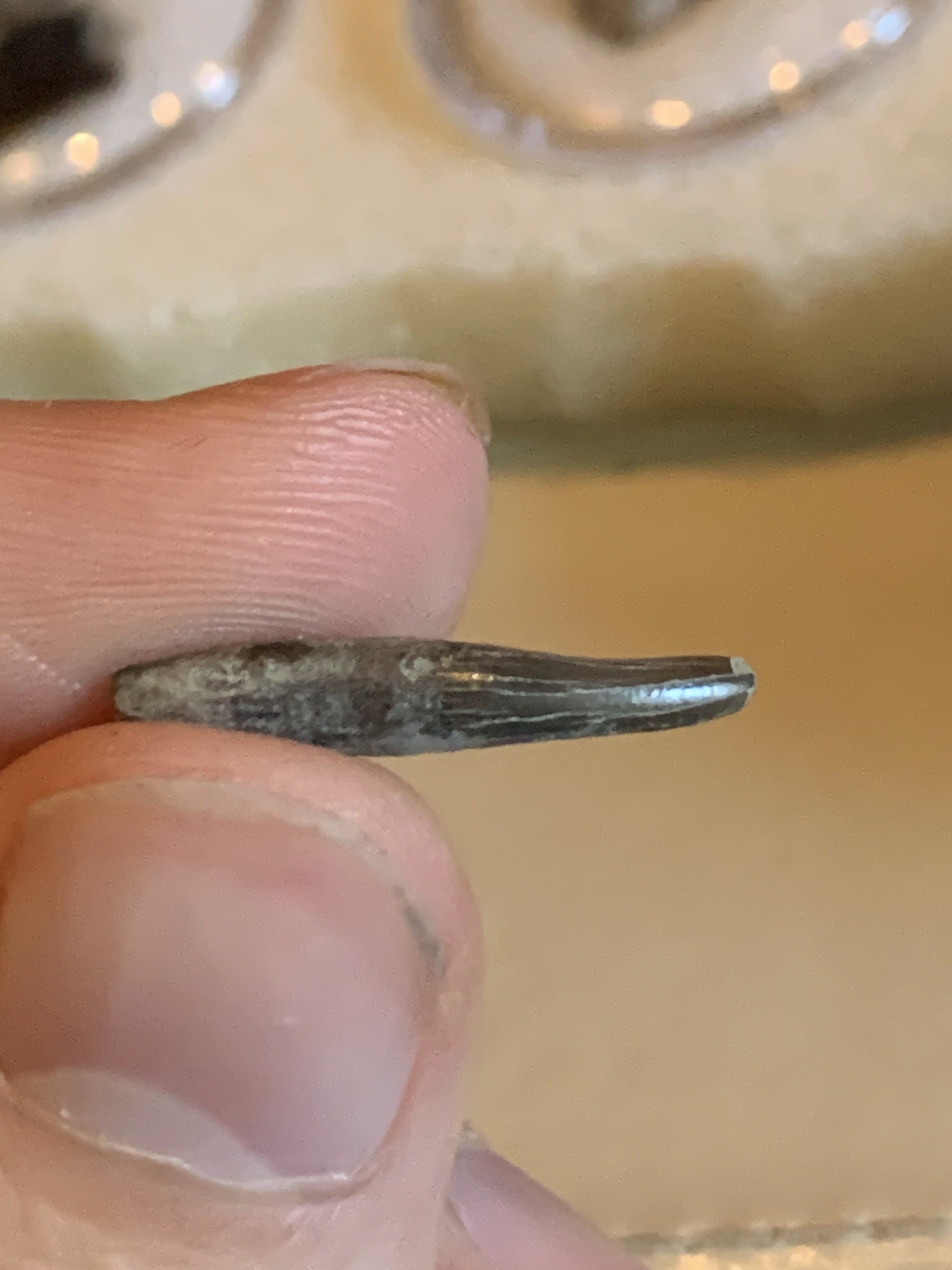 Lee creek cetacean teeth - Fossil ID - The Fossil Forum