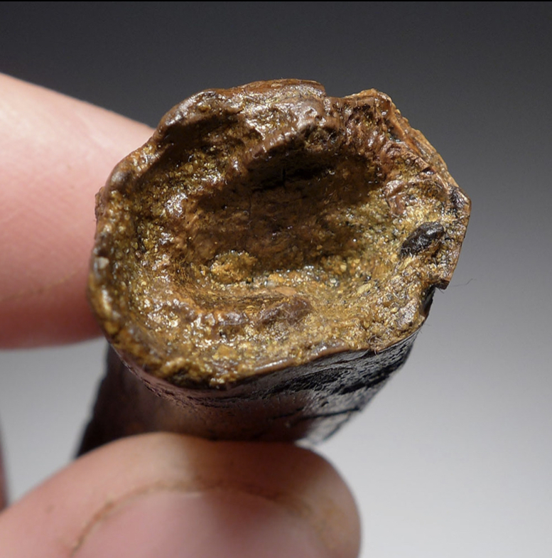 Oddly preserved Tyrannosaurus tooth - Is It Real? How to Recognize ...
