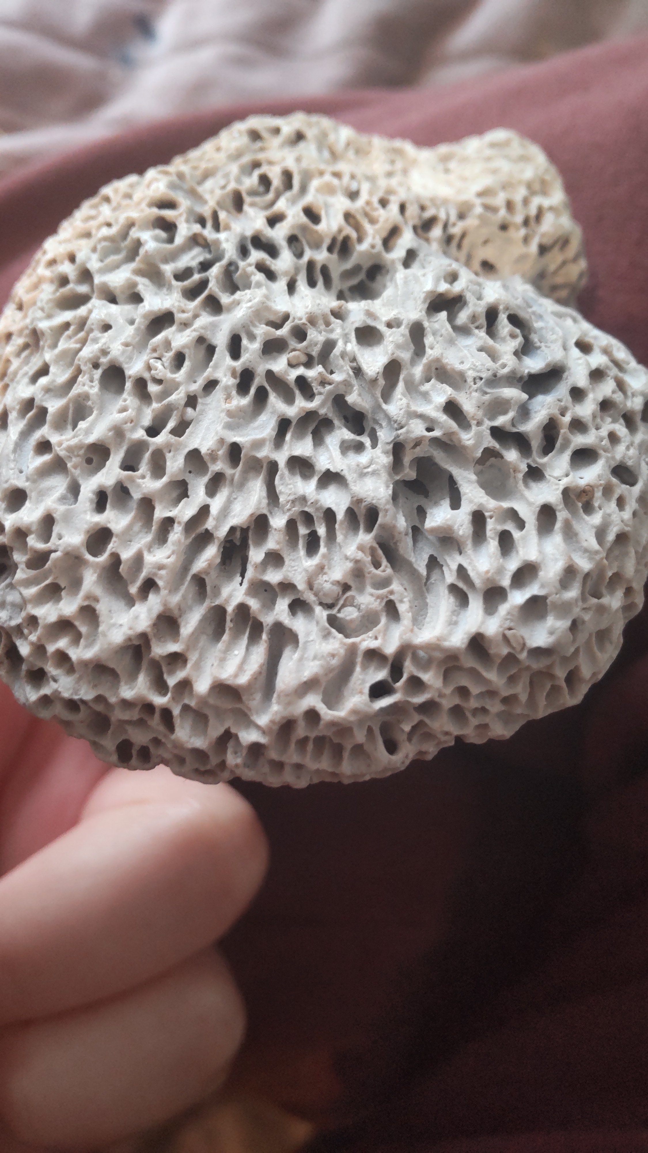 Fossilized sponge or worm colony? - Fossil ID - The Fossil Forum