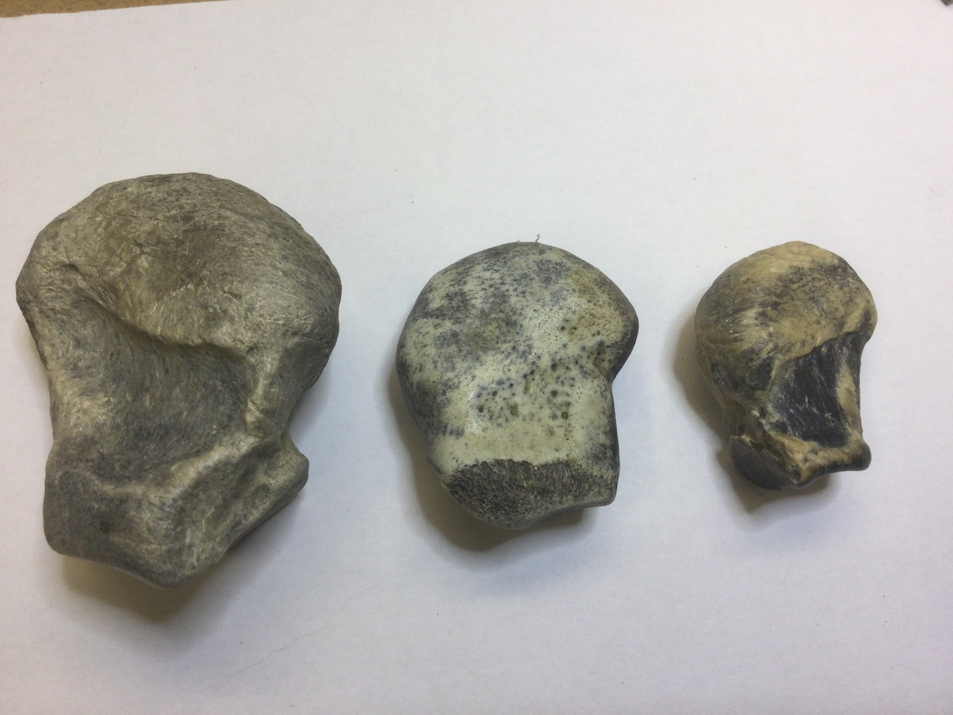Pisiform bones? - Fossil ID - The Fossil Forum