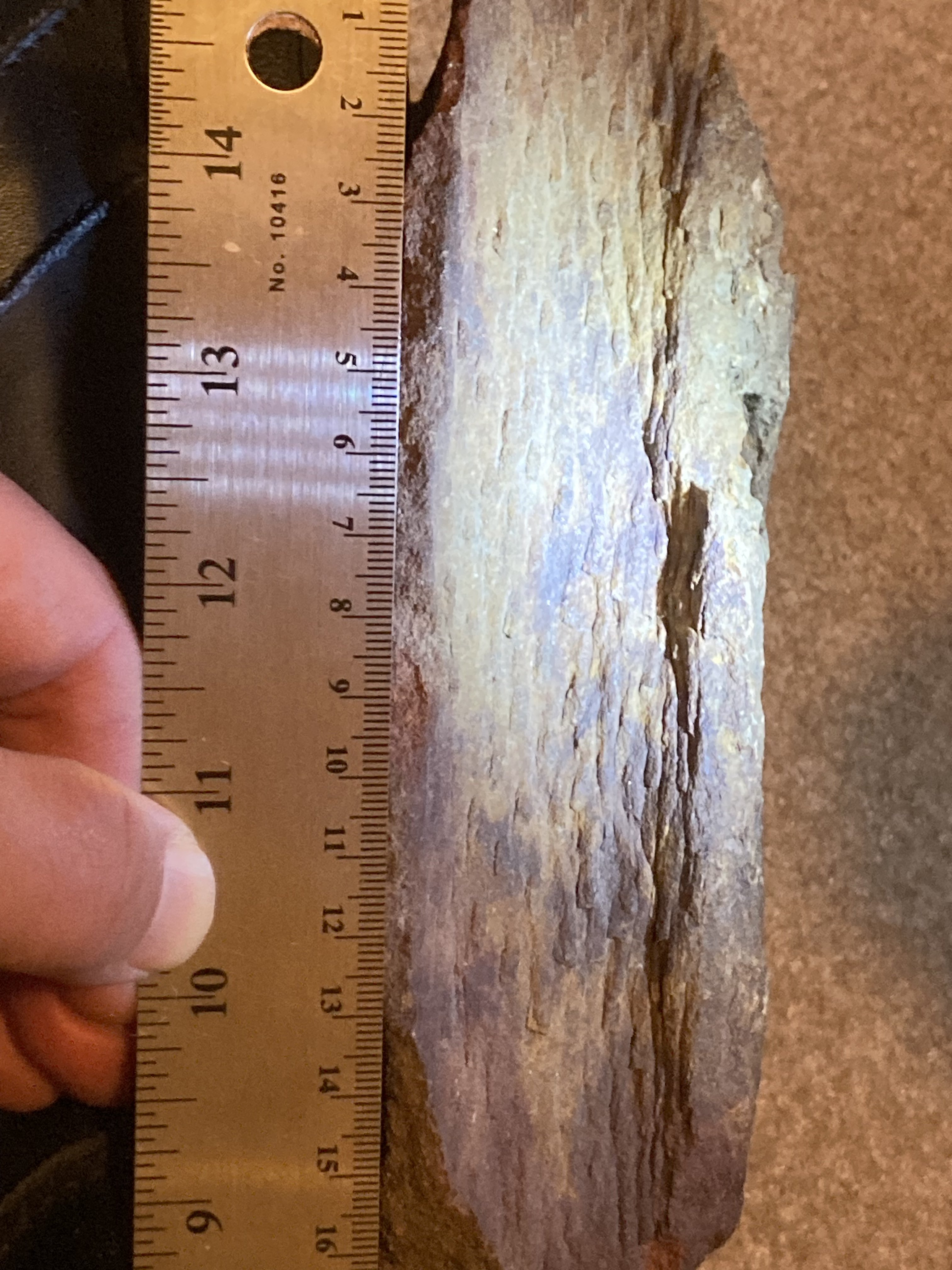 Tree bark and leaves id? - Fossil ID - The Fossil Forum