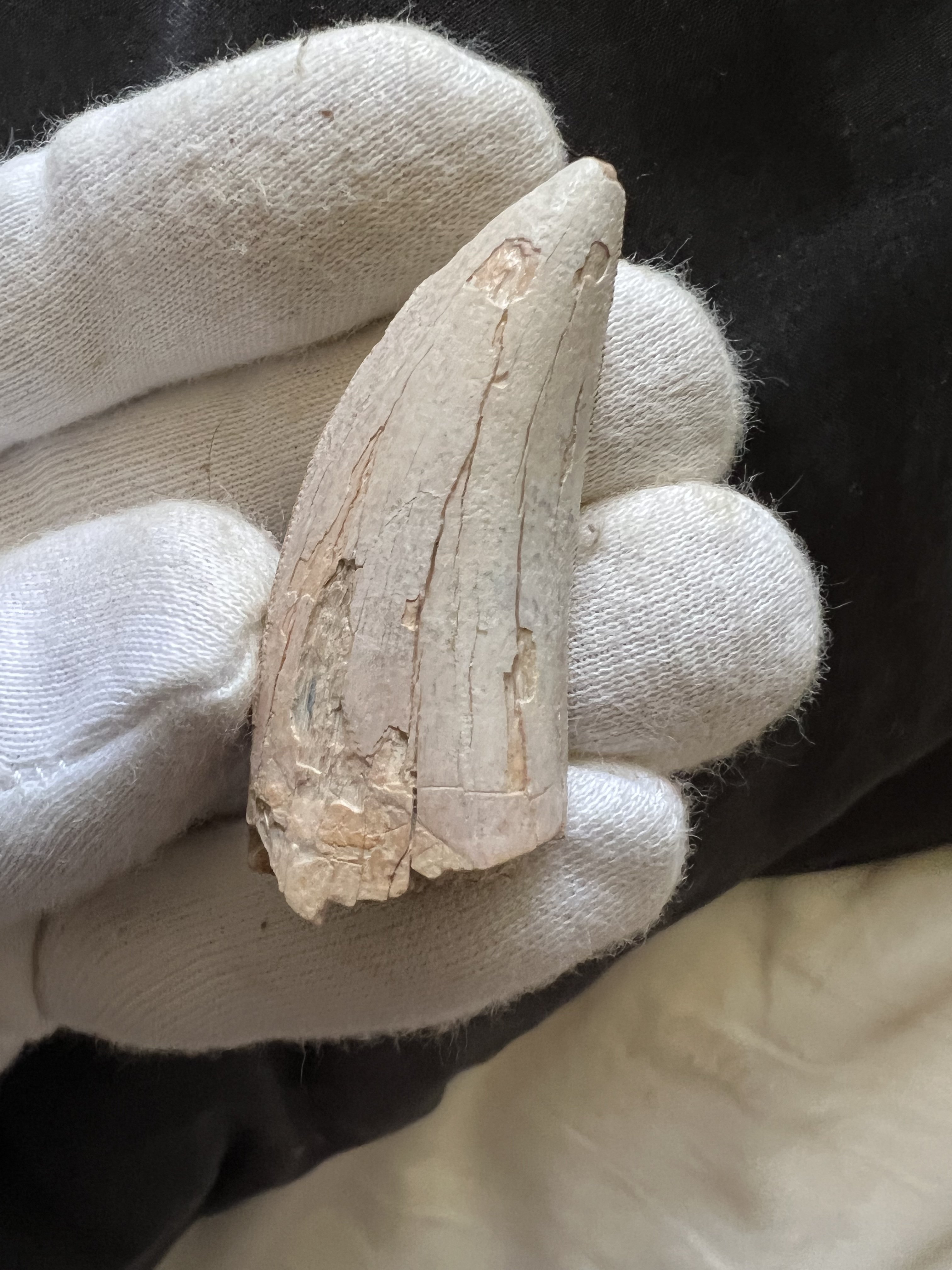 Tyrannosaurus rex tooth, unusual pale coloured preservation - Fossil ID ...