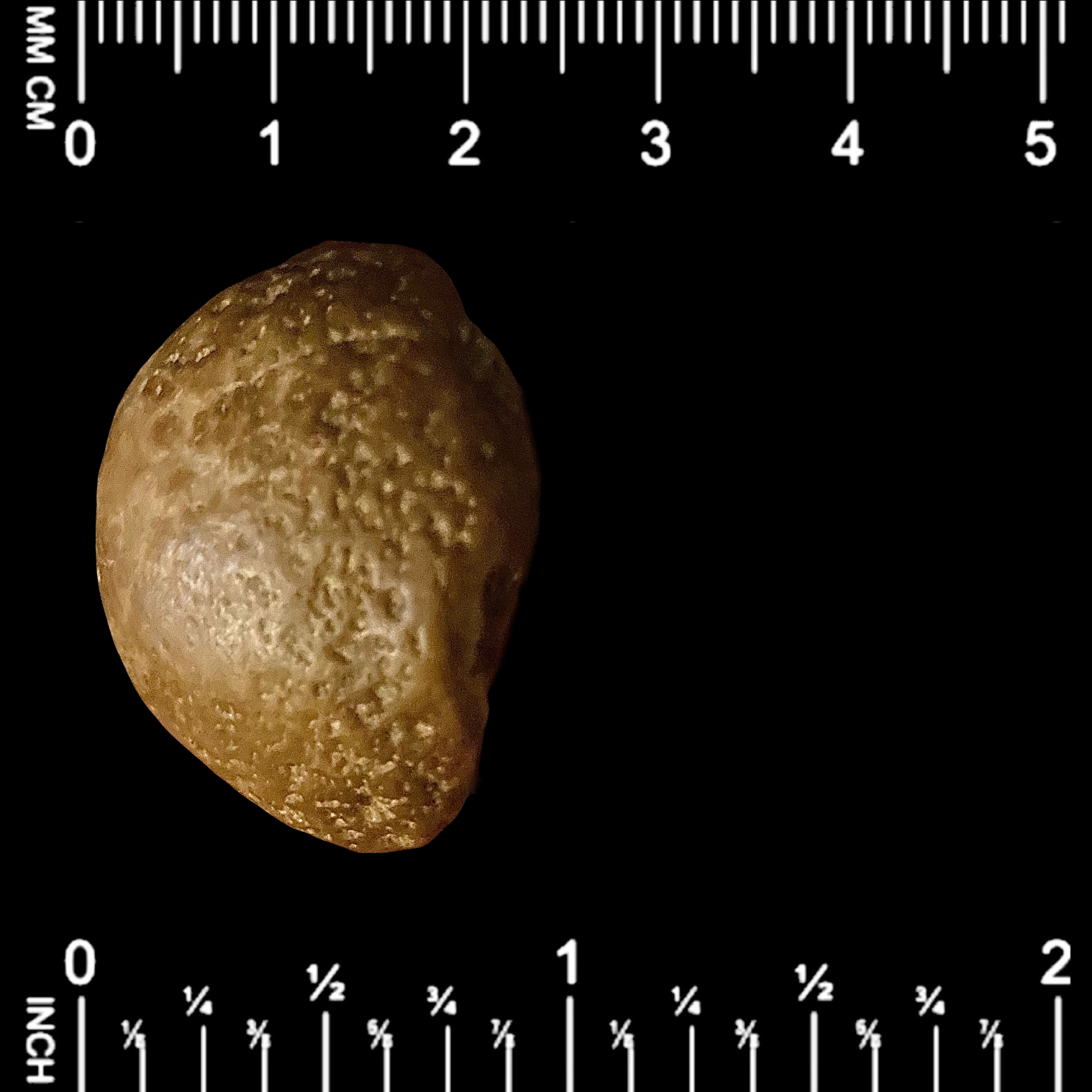Fossilized crayfish gastrolith? ID help - Fossil ID - The Fossil Forum