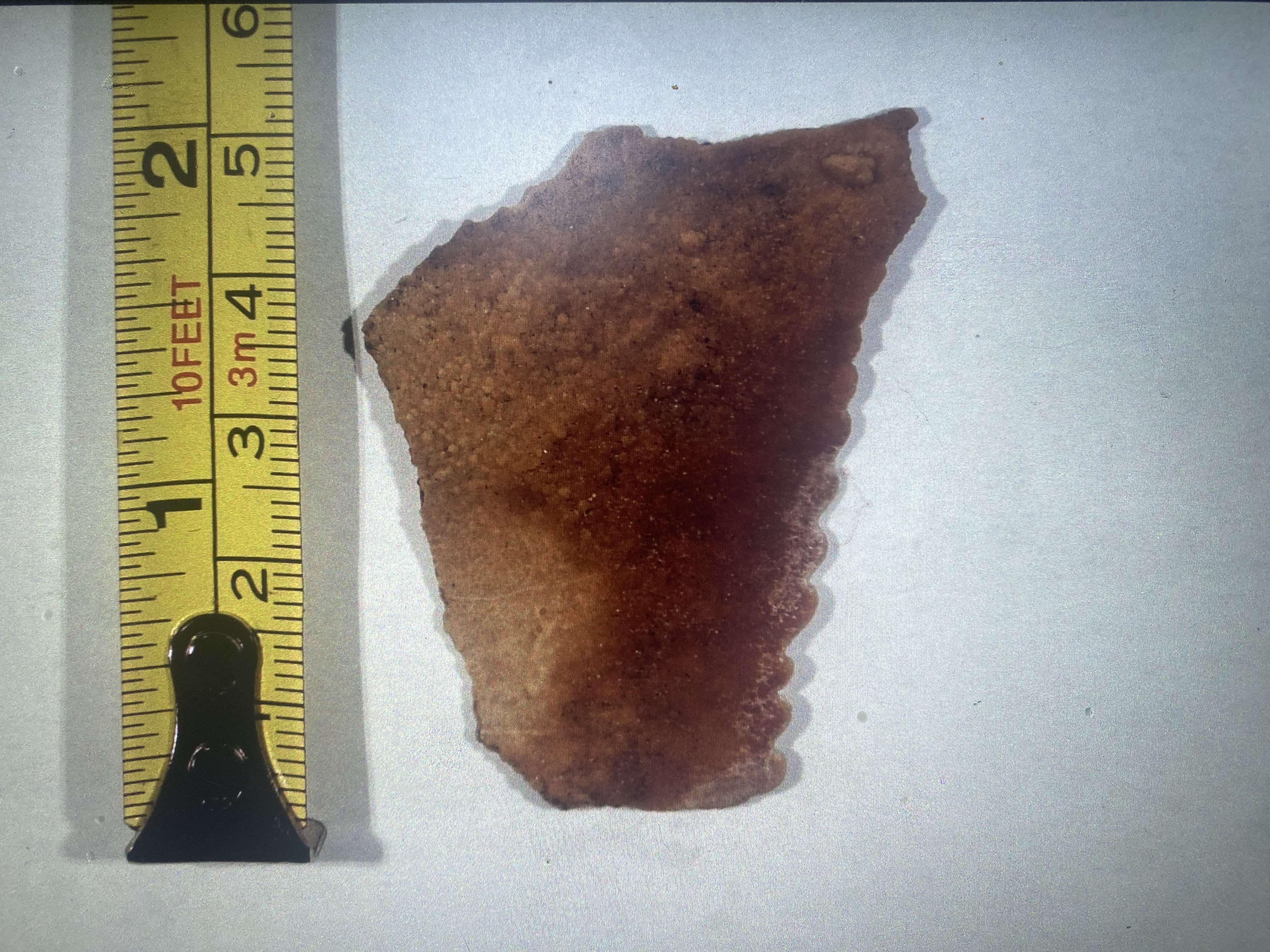 Odd thin rock. Fossil? - Fossil ID - The Fossil Forum