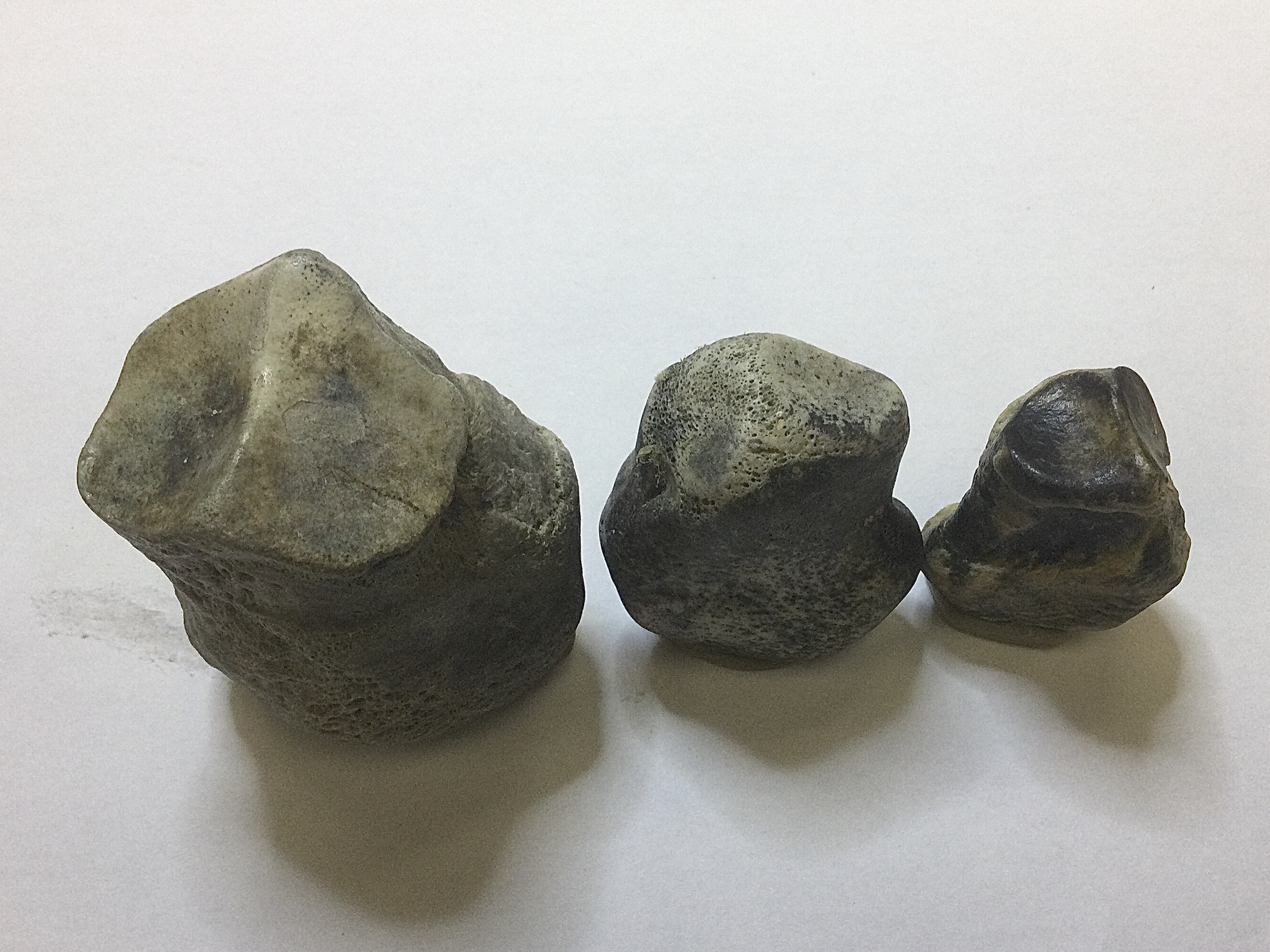 Pisiform bones? - Fossil ID - The Fossil Forum