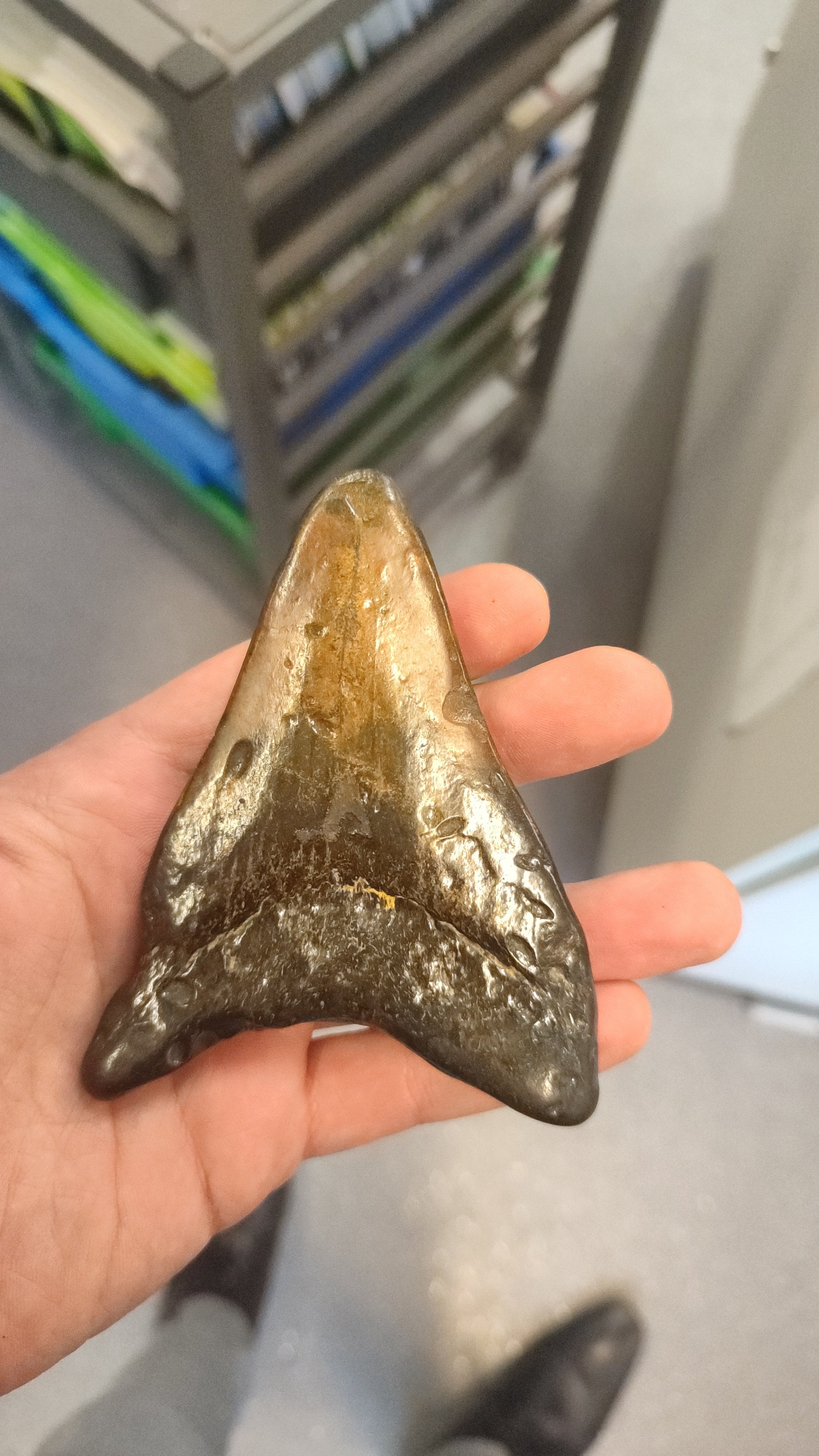 Is this a red crag meg tooth? - Fossil ID - The Fossil Forum