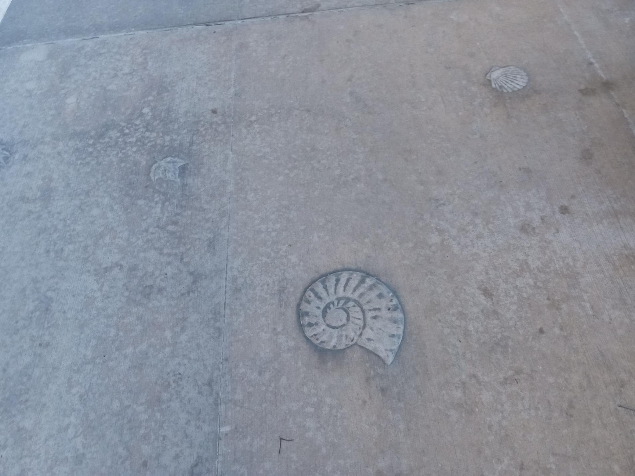 Sidewalk fossil display - Paleo Re-creations - The Fossil Forum