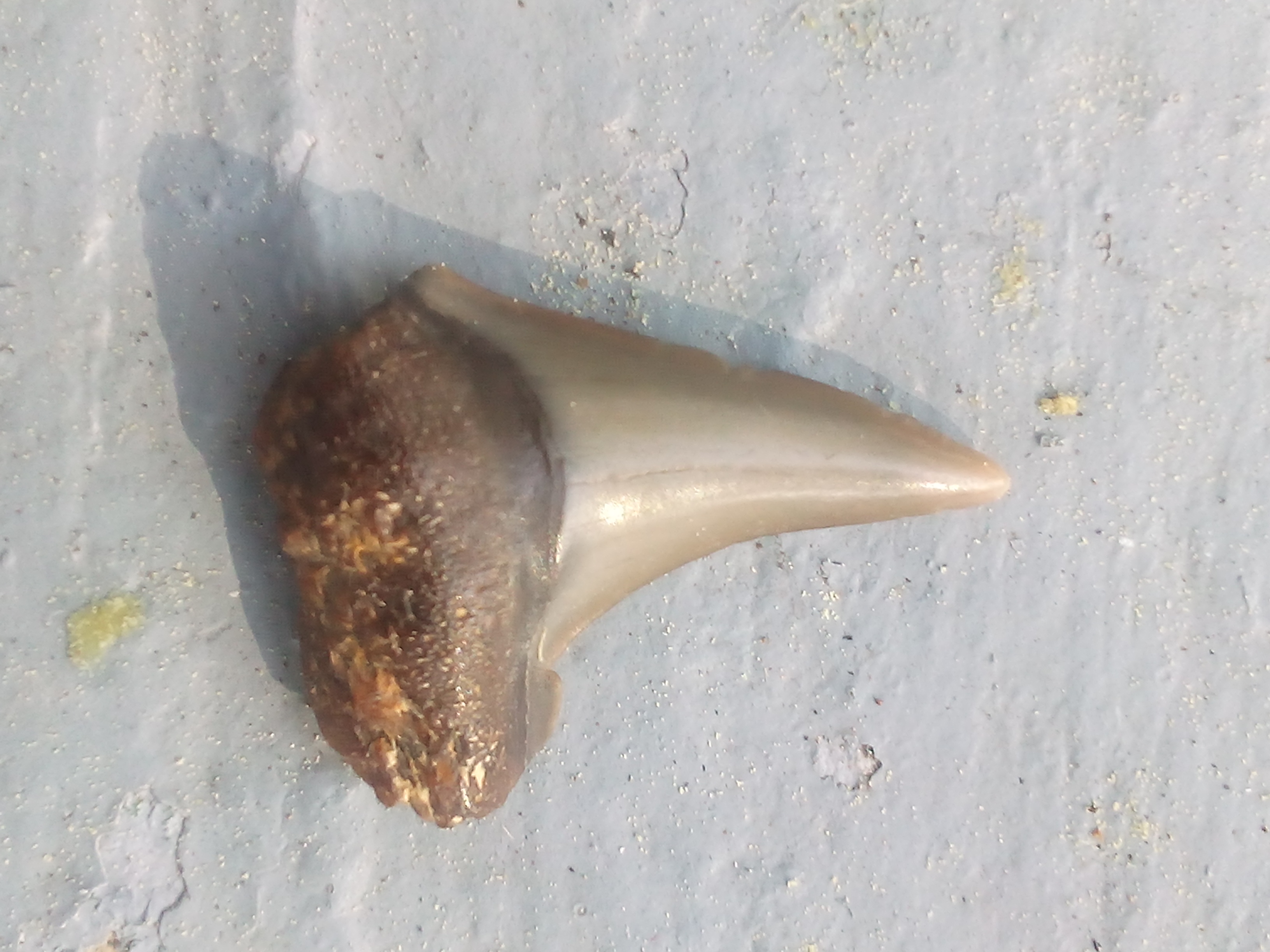 Shark teeth and turtle shell for ID - Fossil ID - The Fossil Forum