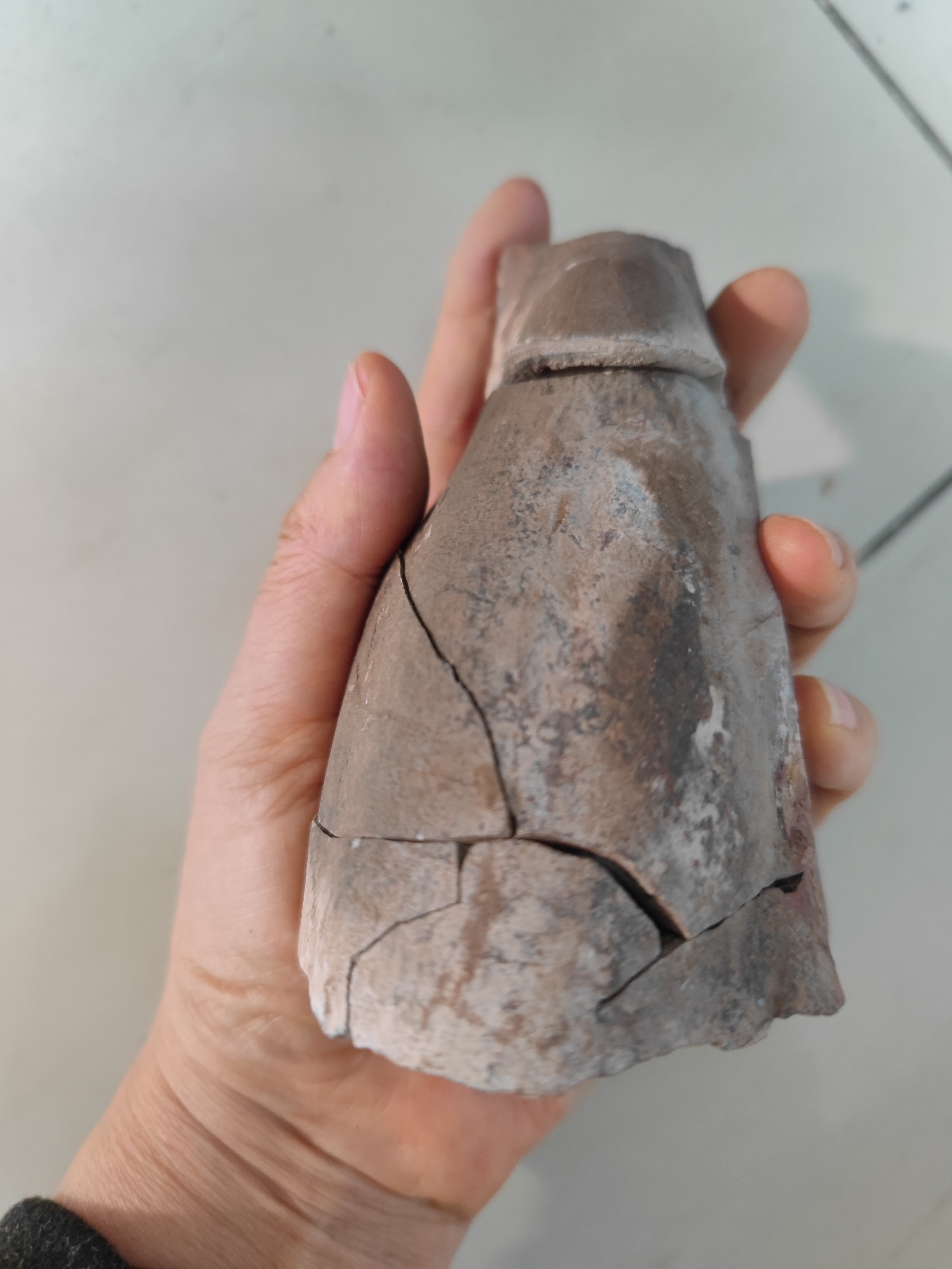 Muscle fossil？ - Fossil ID - The Fossil Forum