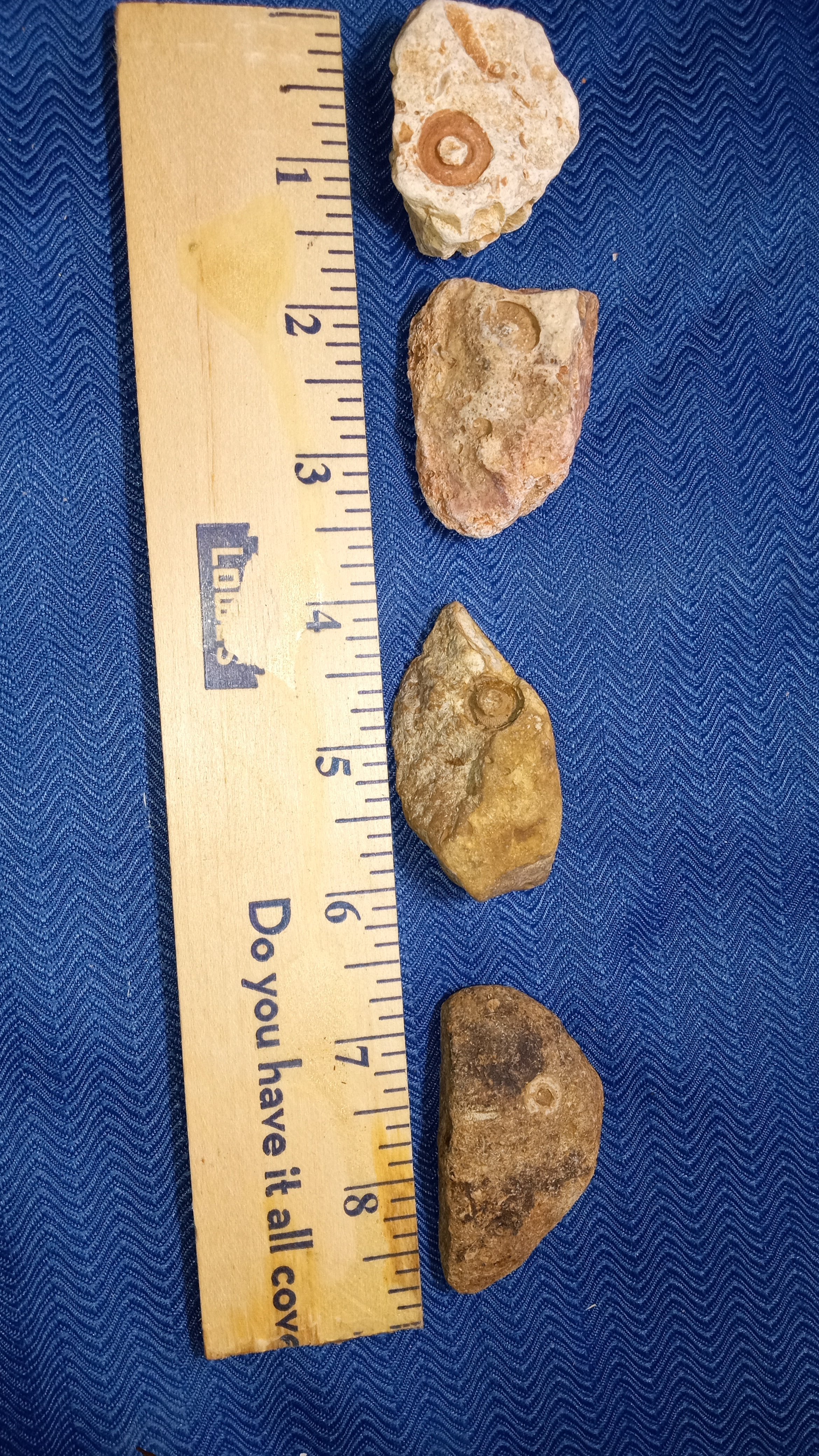 Round Fossils Id? - Fossil ID - The Fossil Forum
