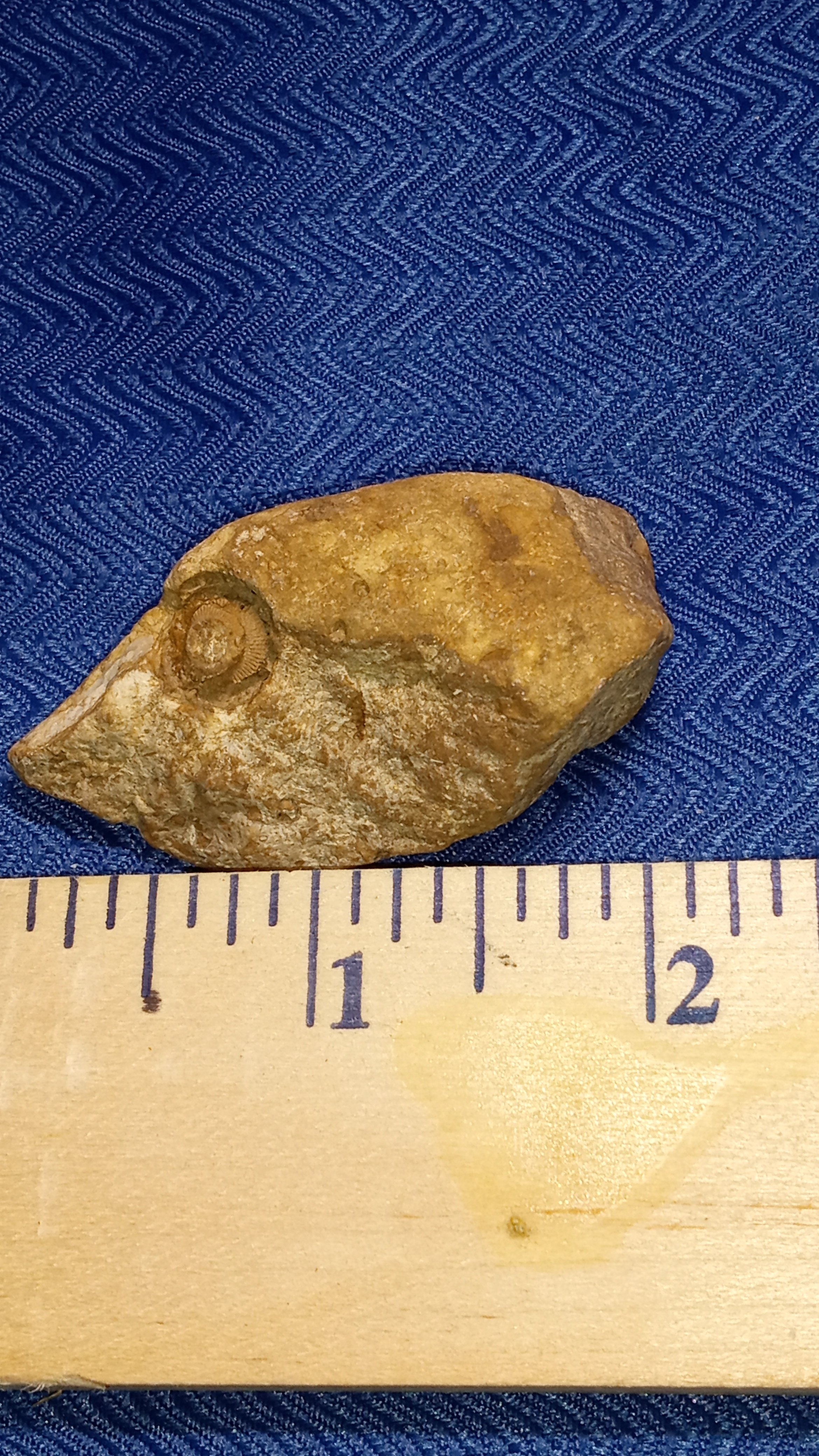 Round Fossils Id? - Fossil ID - The Fossil Forum