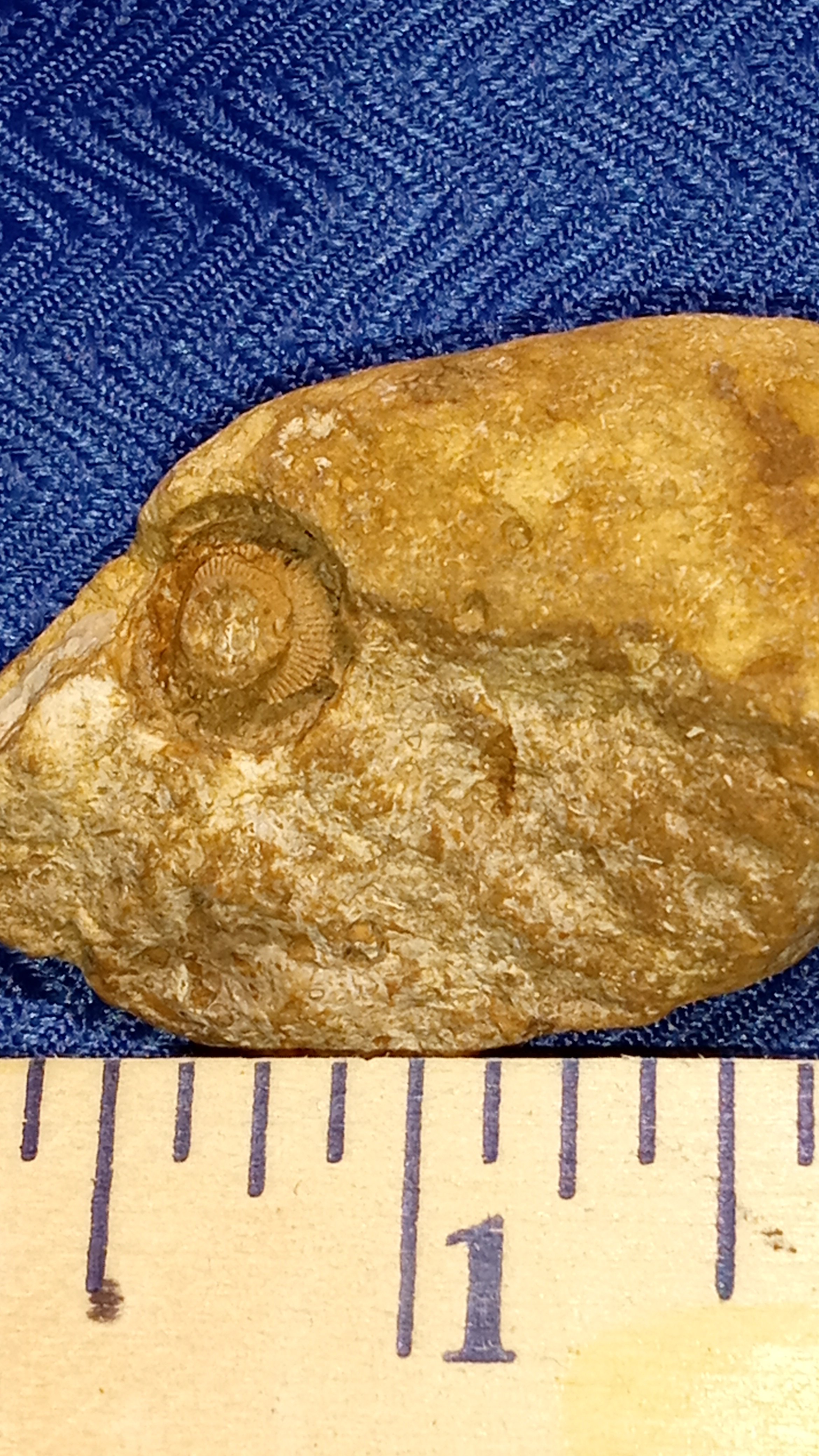 Round Fossils Id? - Fossil ID - The Fossil Forum