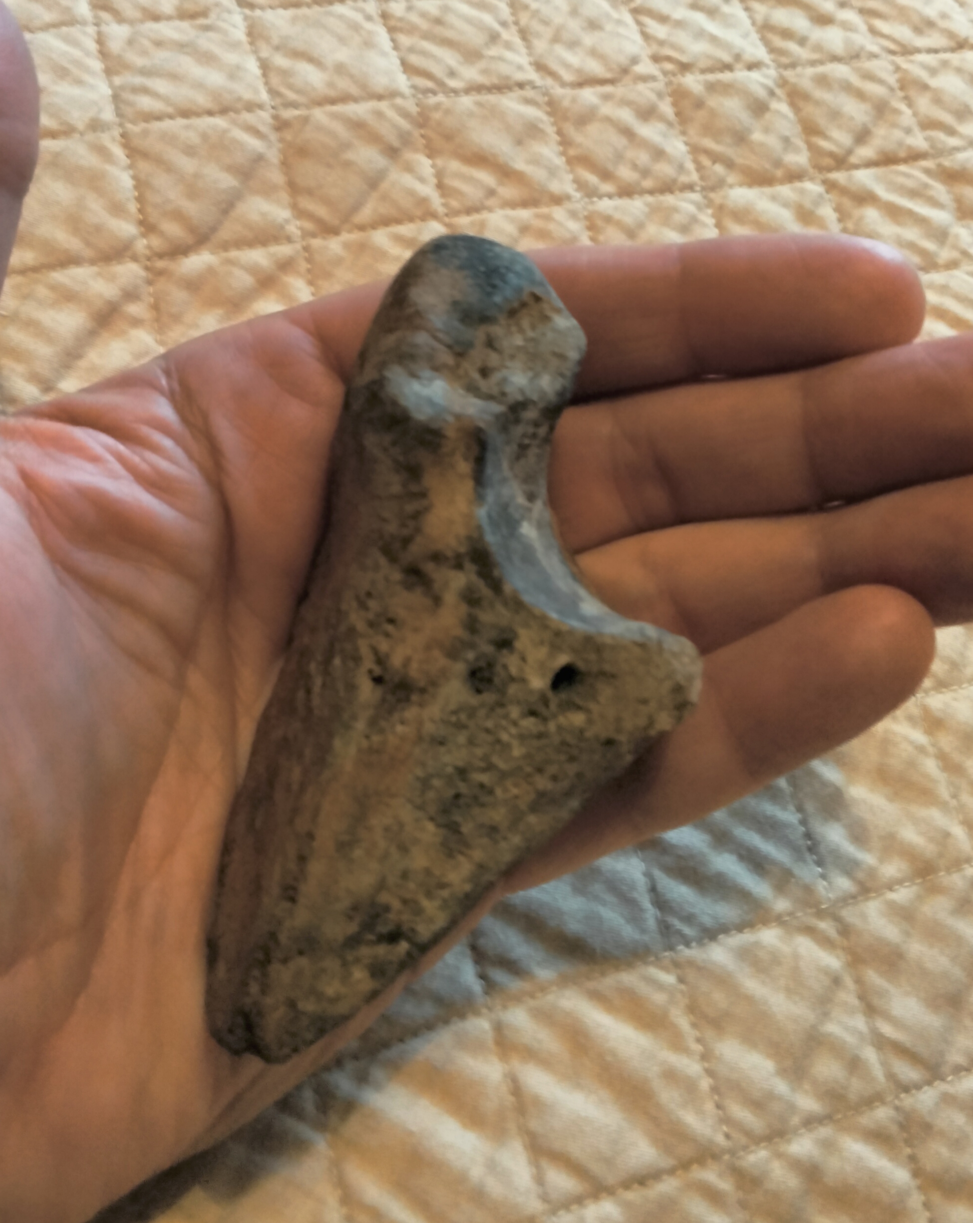 Identifying a tooth from Central Texas - Fossil ID - The Fossil Forum
