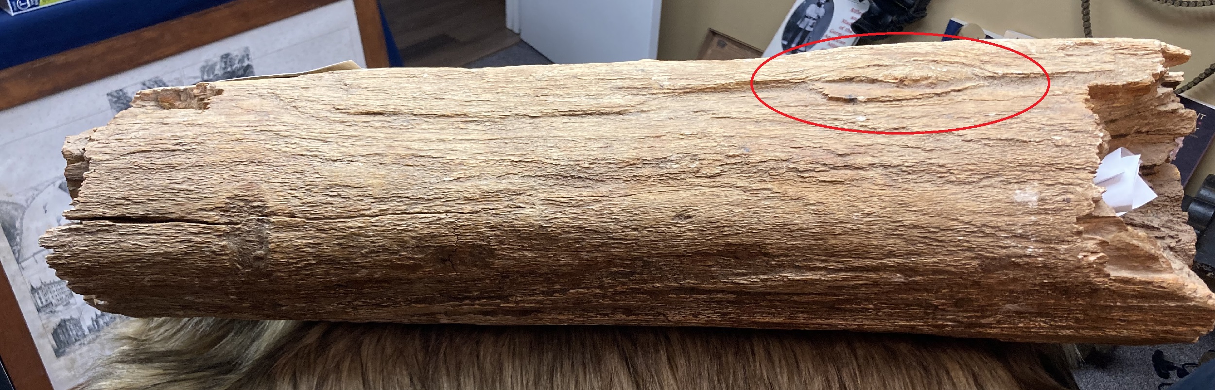 Mammoth / Mastodon Tusk or Petrified Wood? - Fossil ID - The Fossil Forum