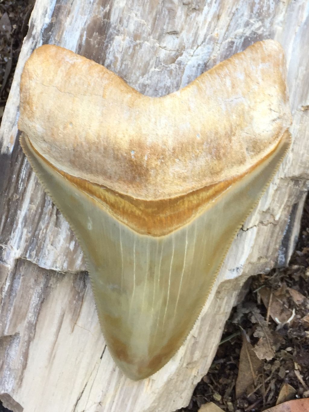 Possible Meg teeth? - Fossil ID - The Fossil Forum