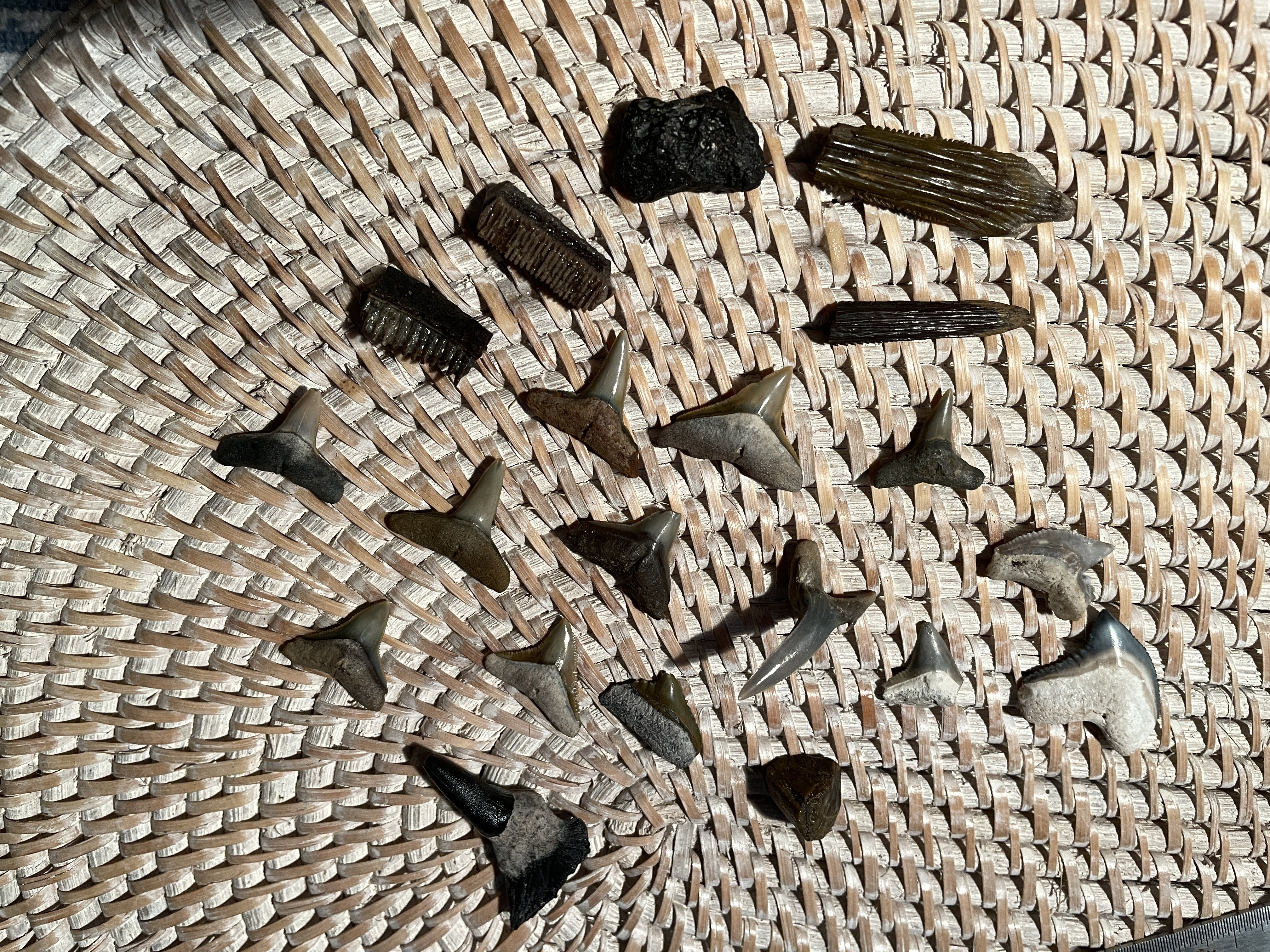 Bone Valley Fossils - Fossil Hunting Trips - The Fossil Forum