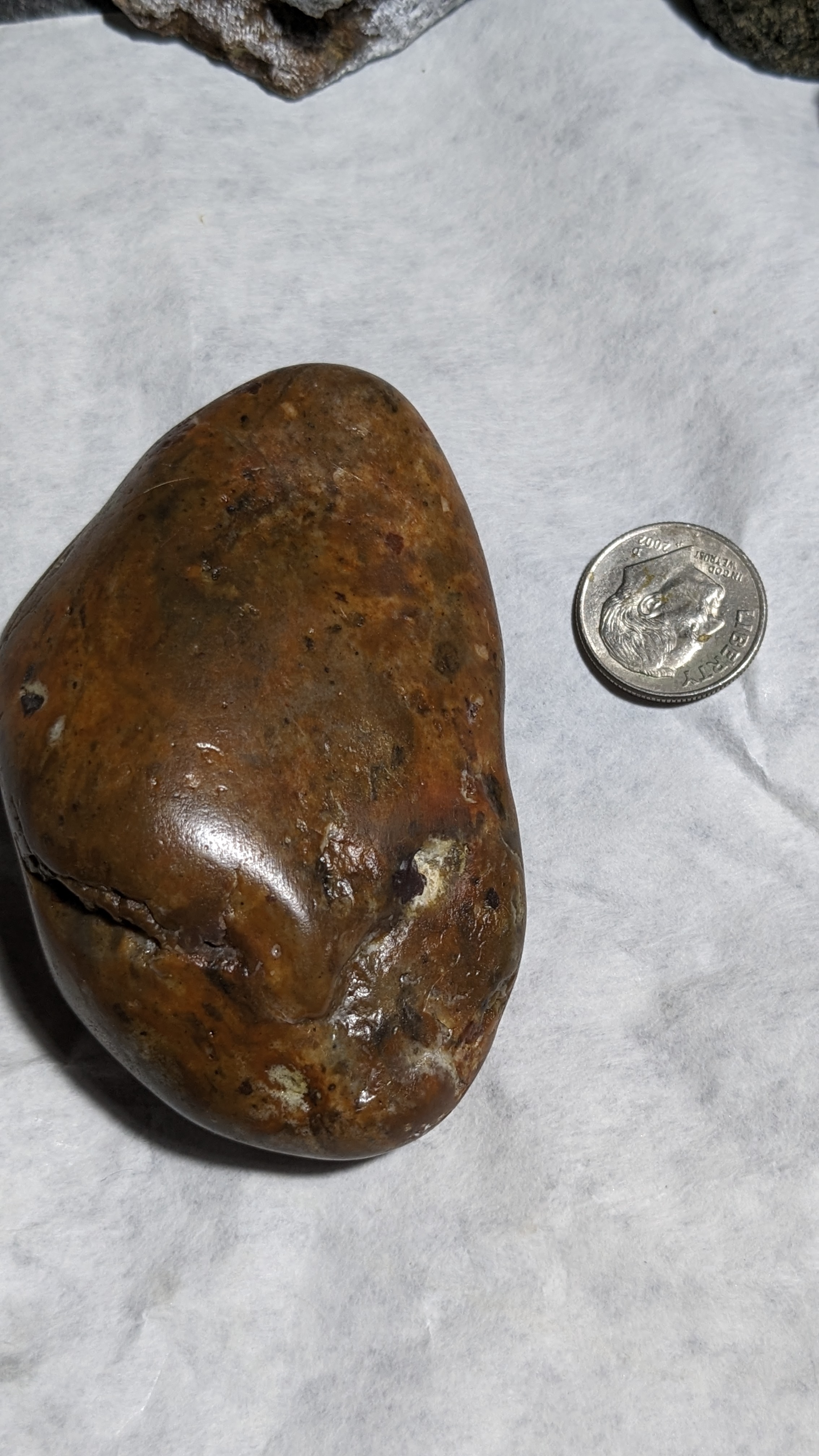Unknown fossil found on on beach - Fossil ID - The Fossil Forum