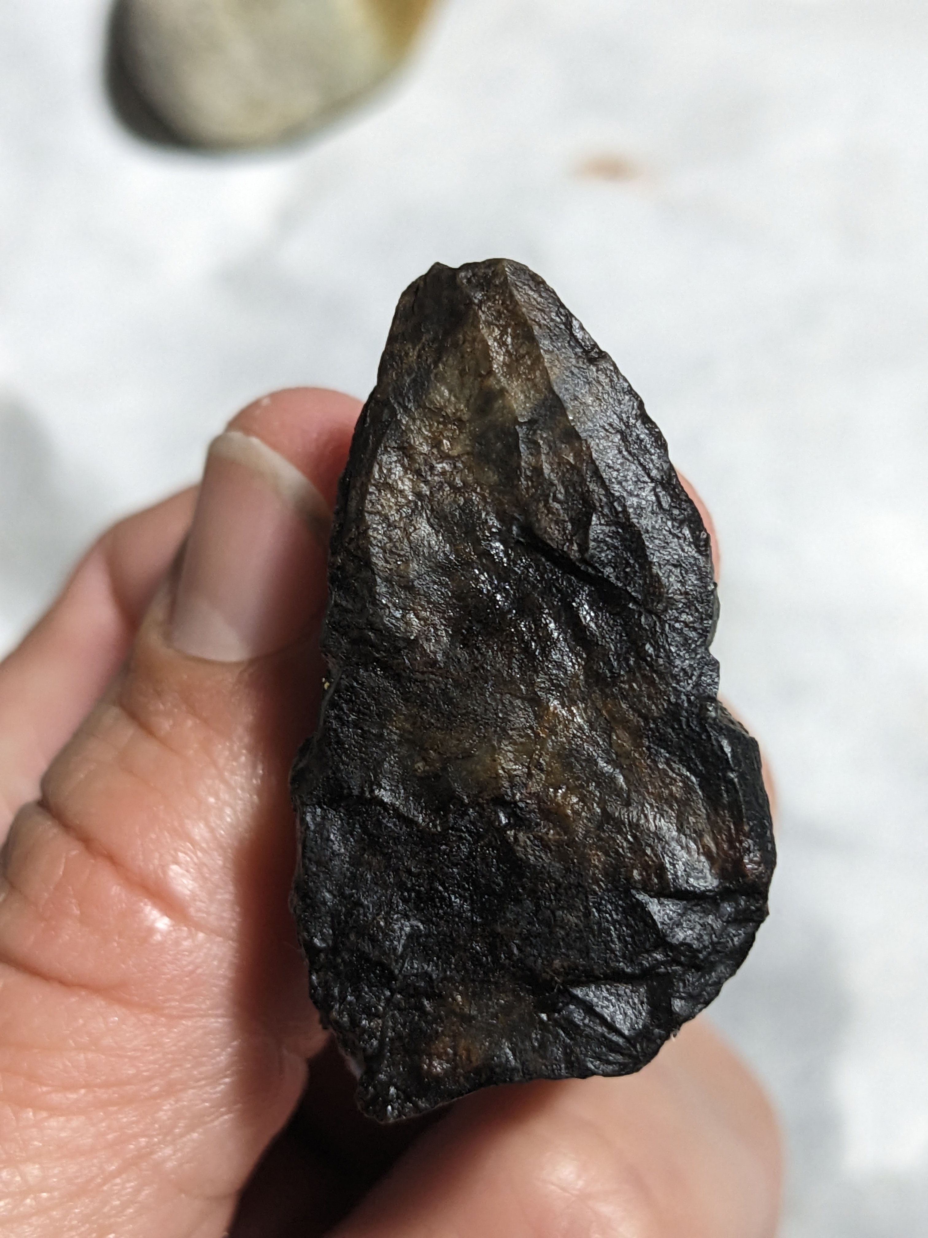 Unknown fossil found on on beach - Fossil ID - The Fossil Forum
