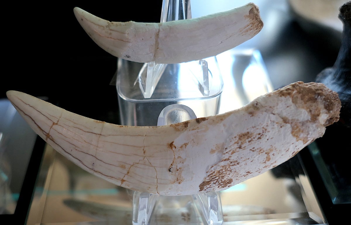 Is this a Chinese dinosaur tooth? - Fossil ID - The Fossil Forum