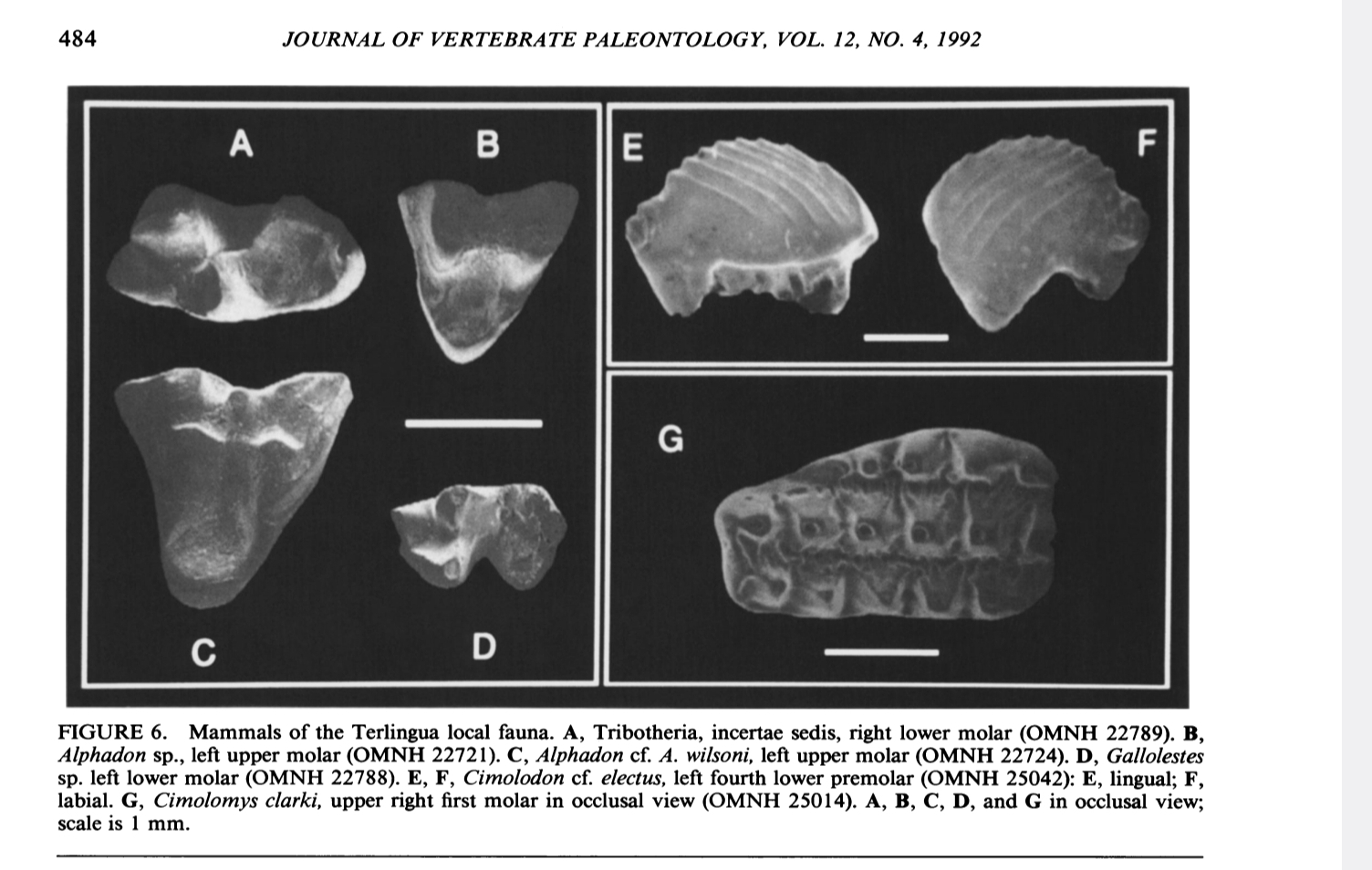 Texas Aguja Formation Mystery Tooth...Mammal? - Fossil ID - The Fossil ...