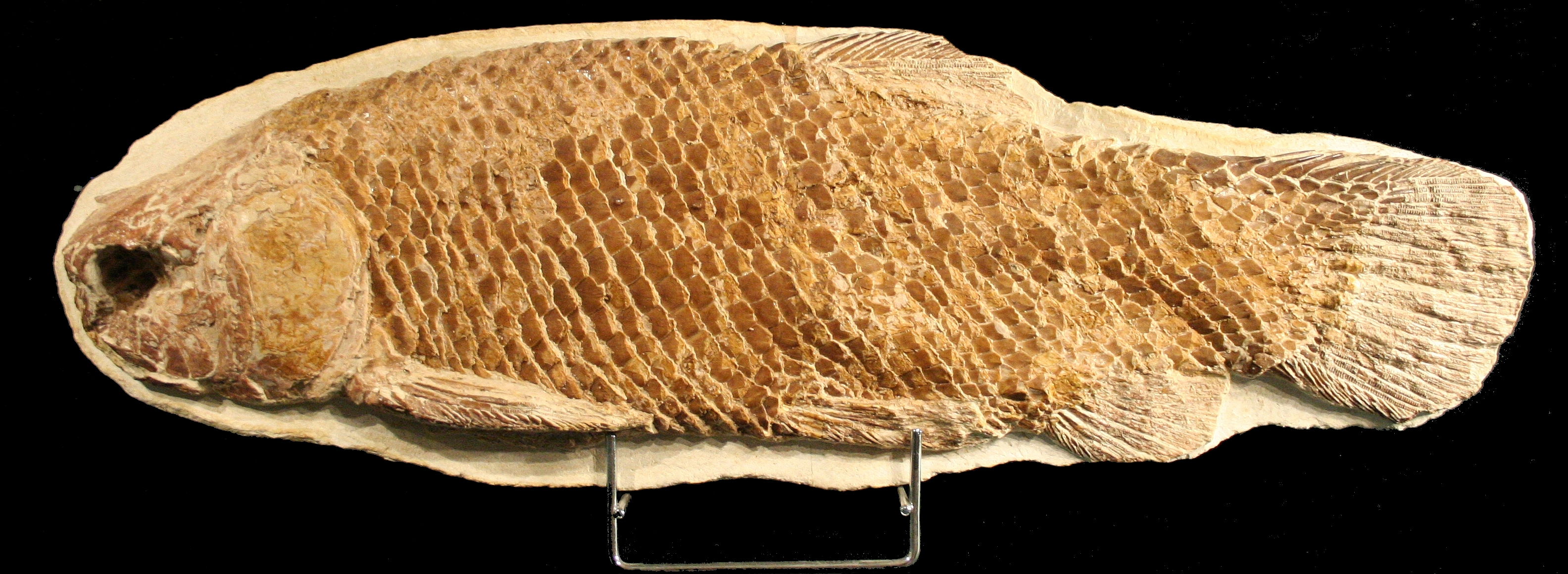 Brazilian Fish Nodule - Fossil ID - The Fossil Forum