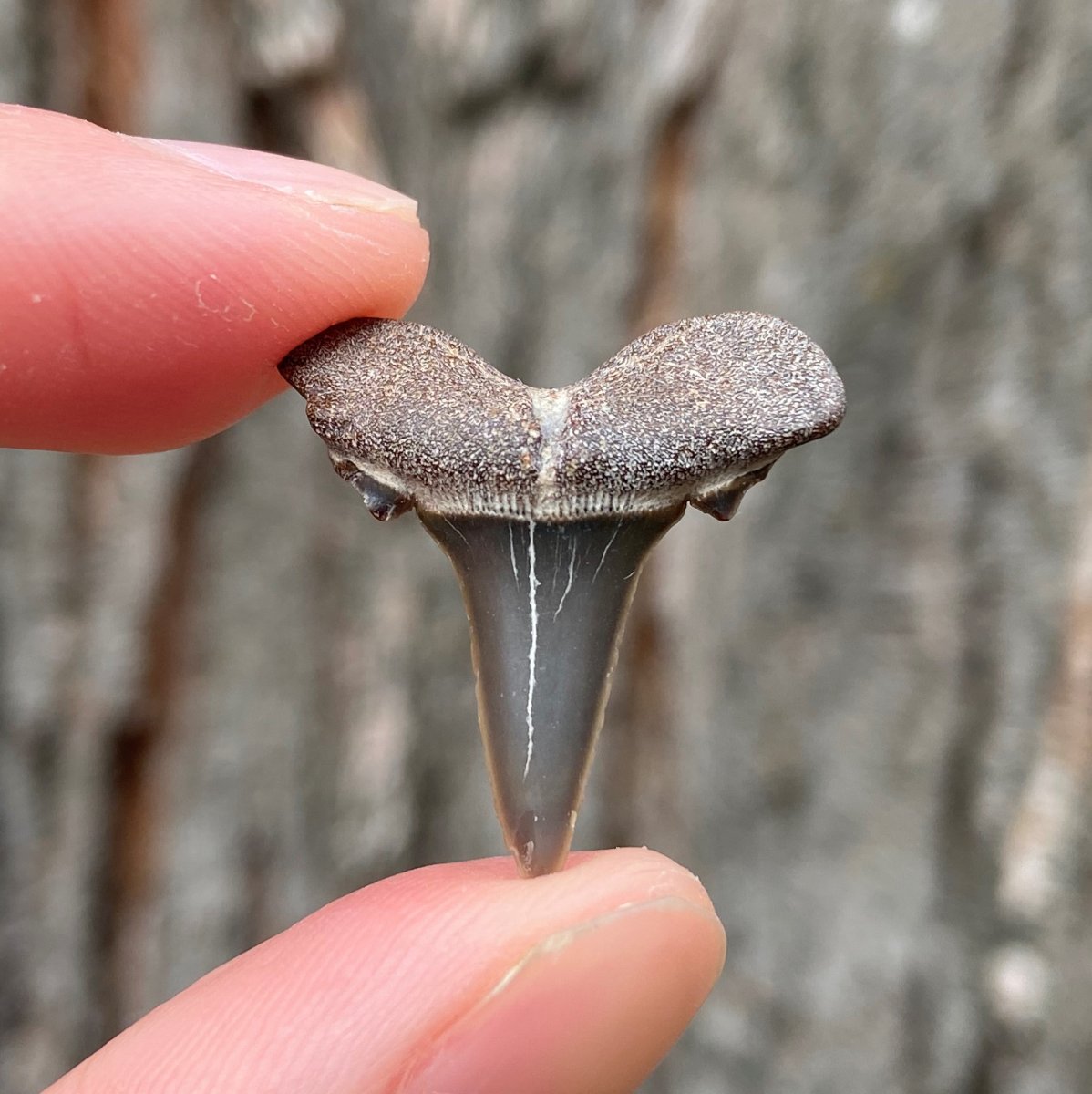 Scapanorhynchus texanus - Member Collections - The Fossil Forum