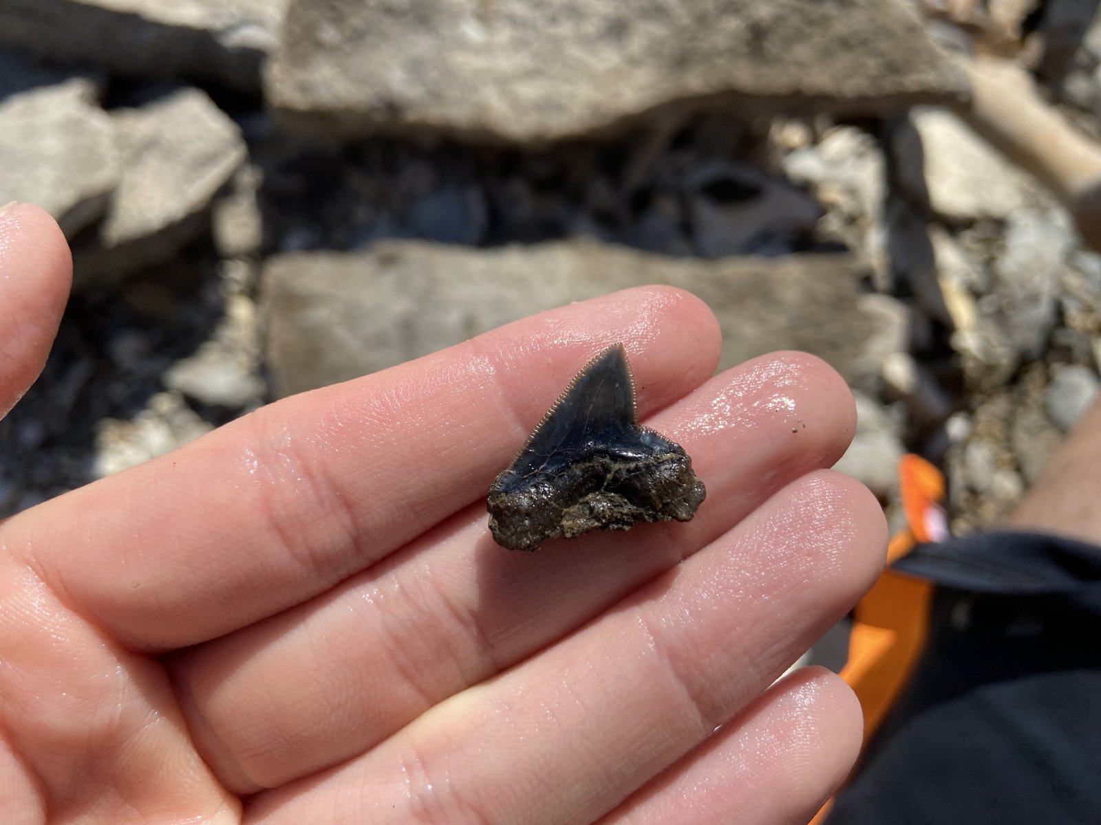 Squalicorax falcatus, Atco - Member Collections - The Fossil Forum