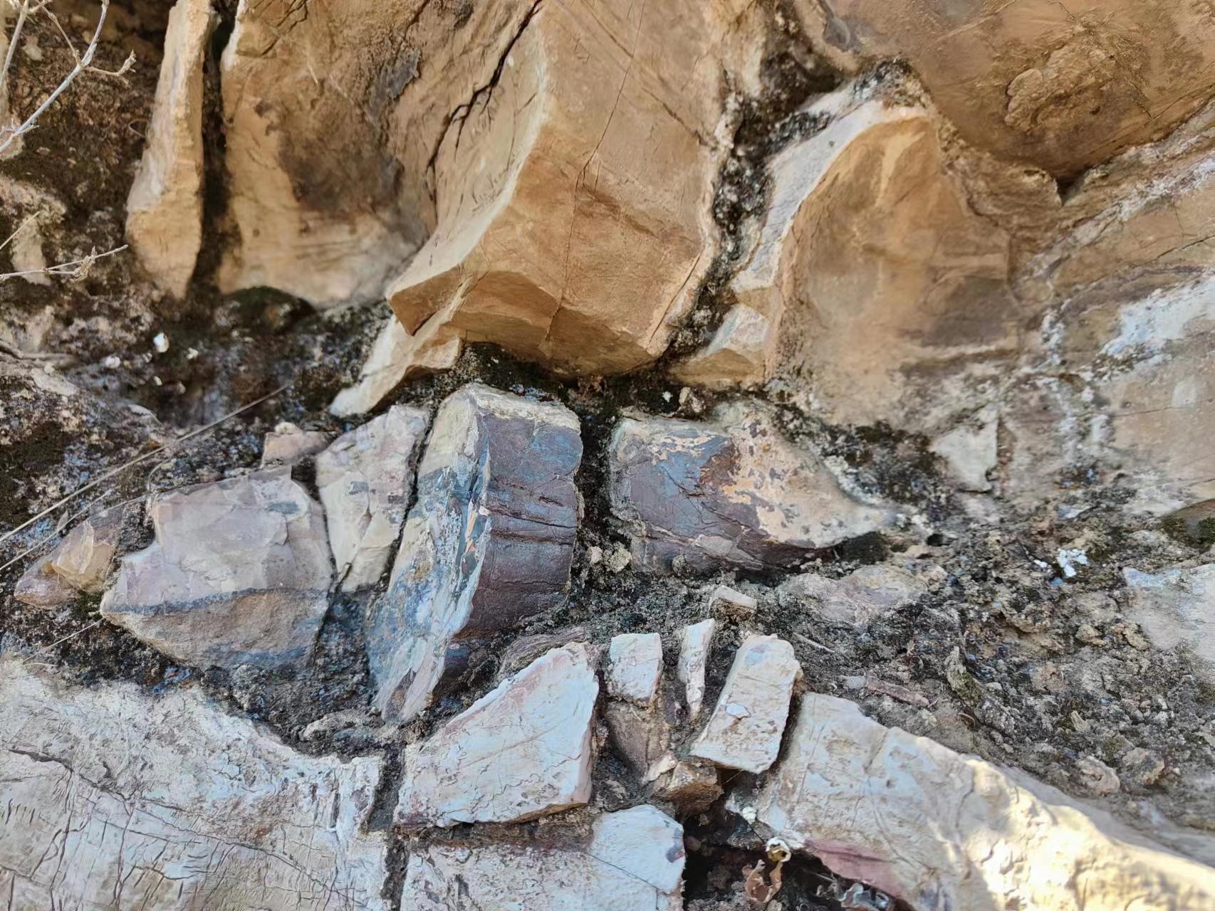 Muscle fossil？ - Fossil ID - The Fossil Forum
