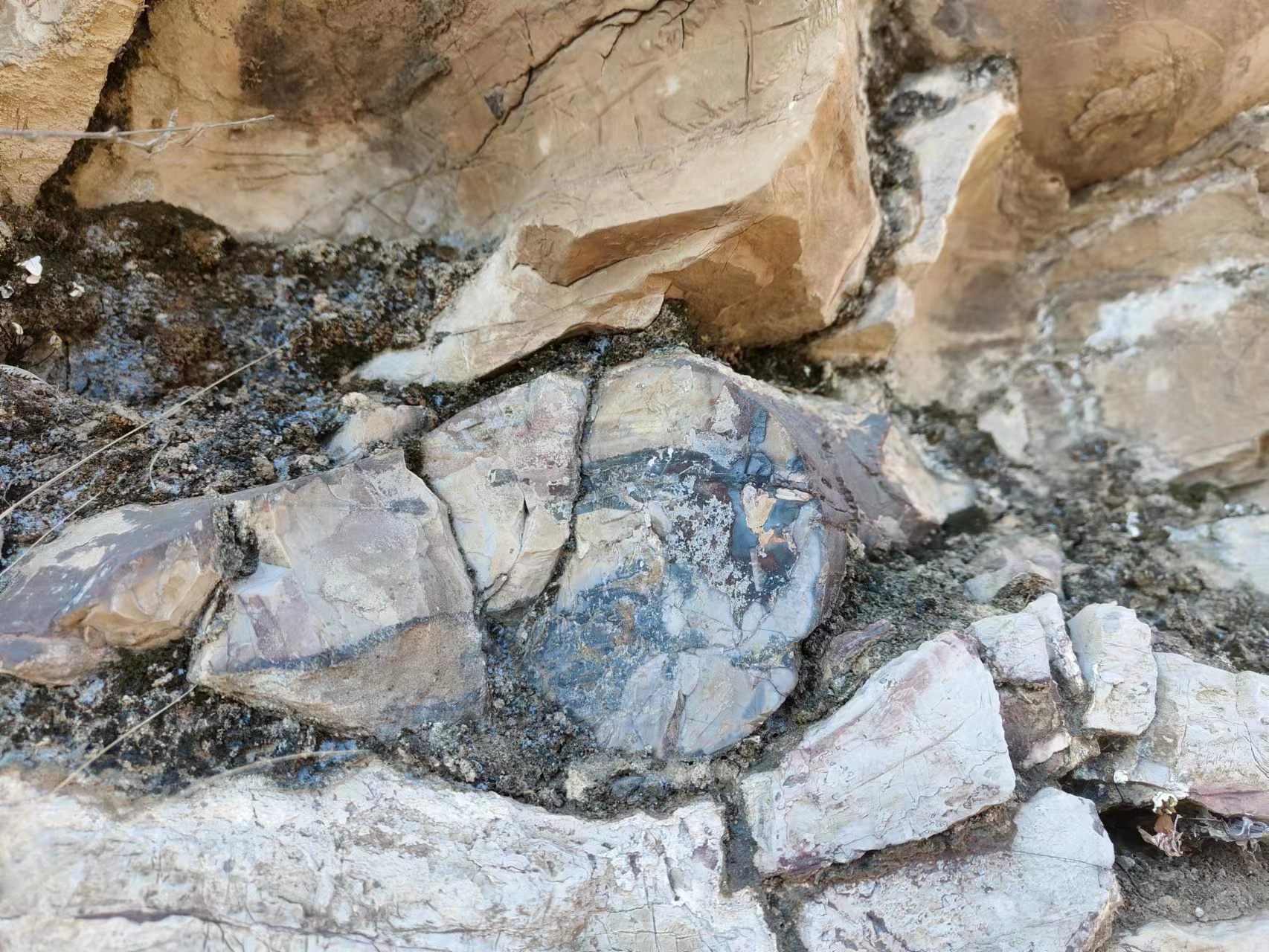 Muscle fossil？ - Fossil ID - The Fossil Forum